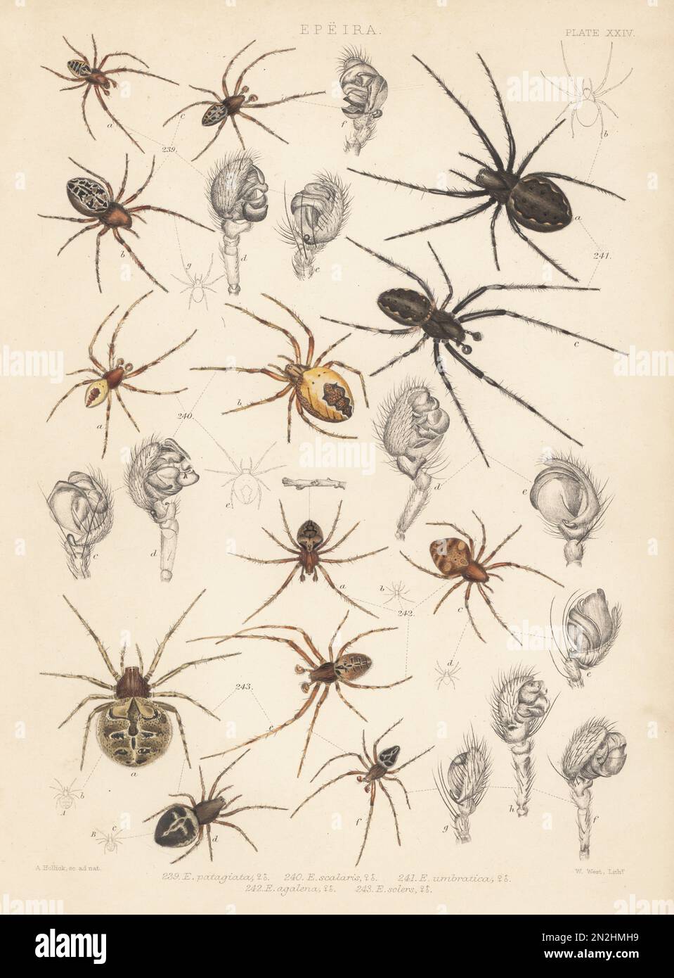 Spiders anatomy hi-res stock photography and images - Alamy