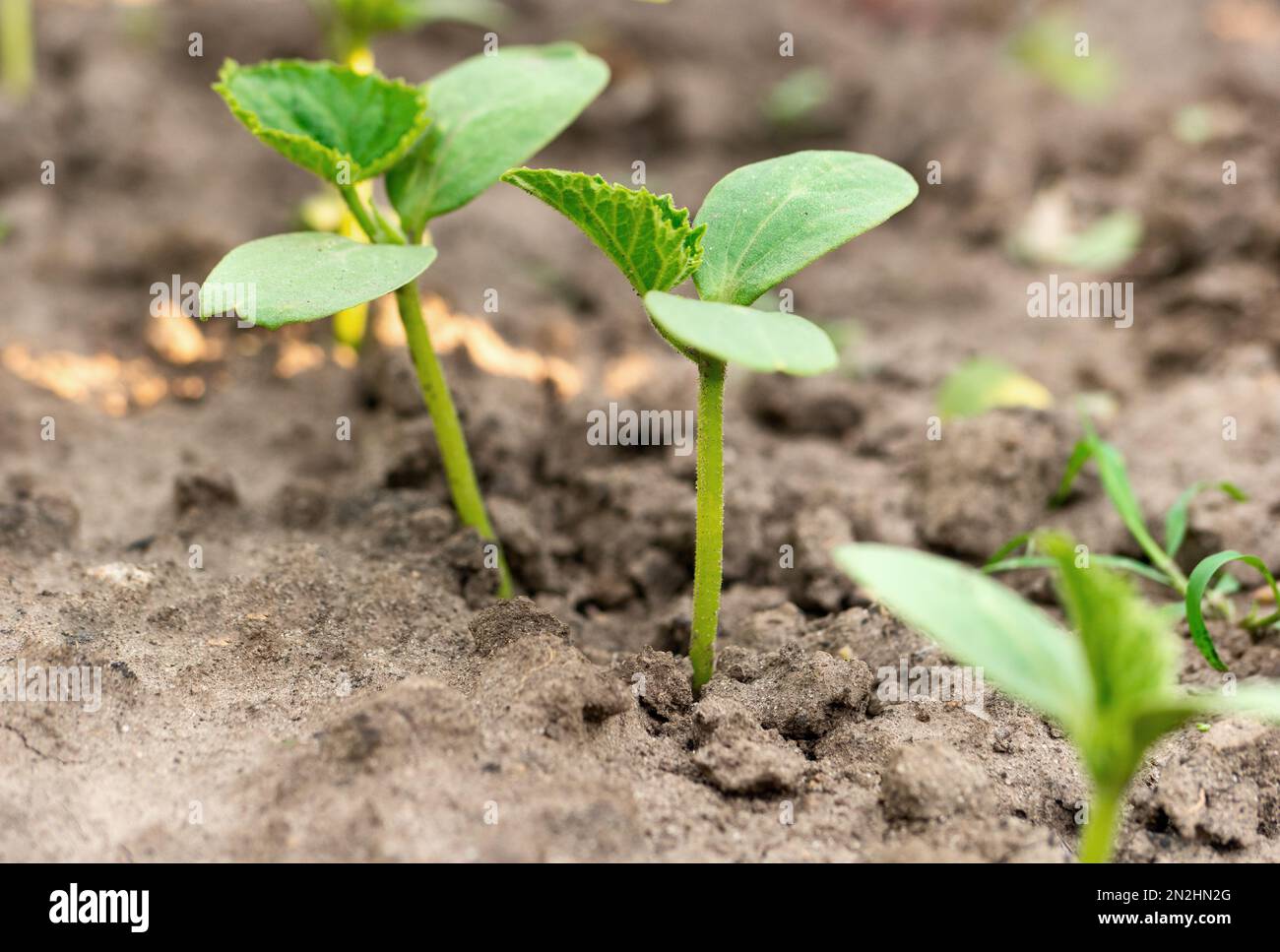 Lively shoot hi-res stock photography and images - Alamy