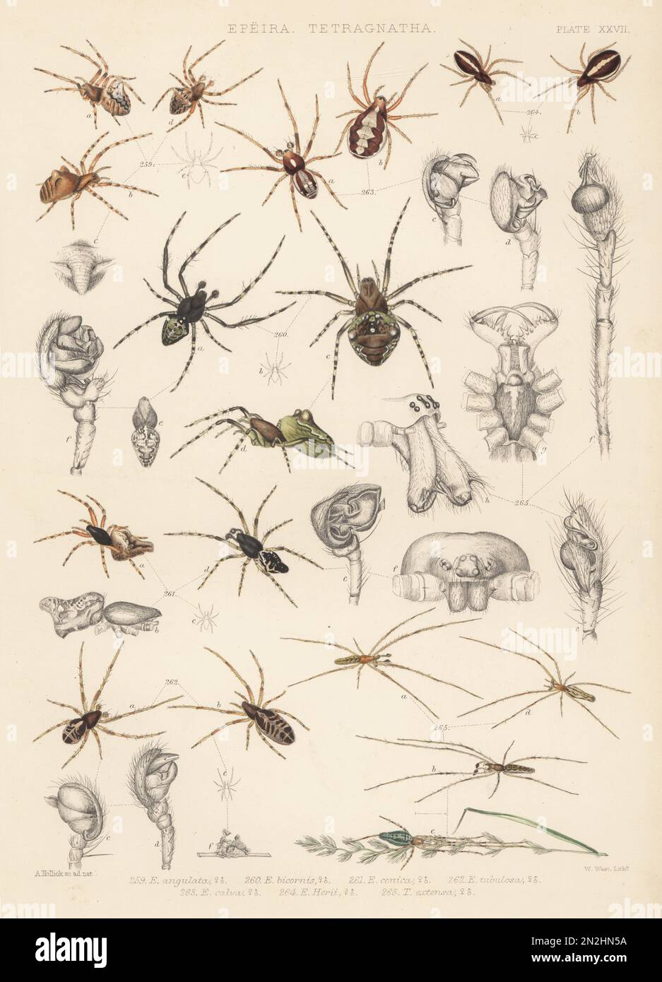 A history of the spiders of great britain and ireland hi-res stock ...