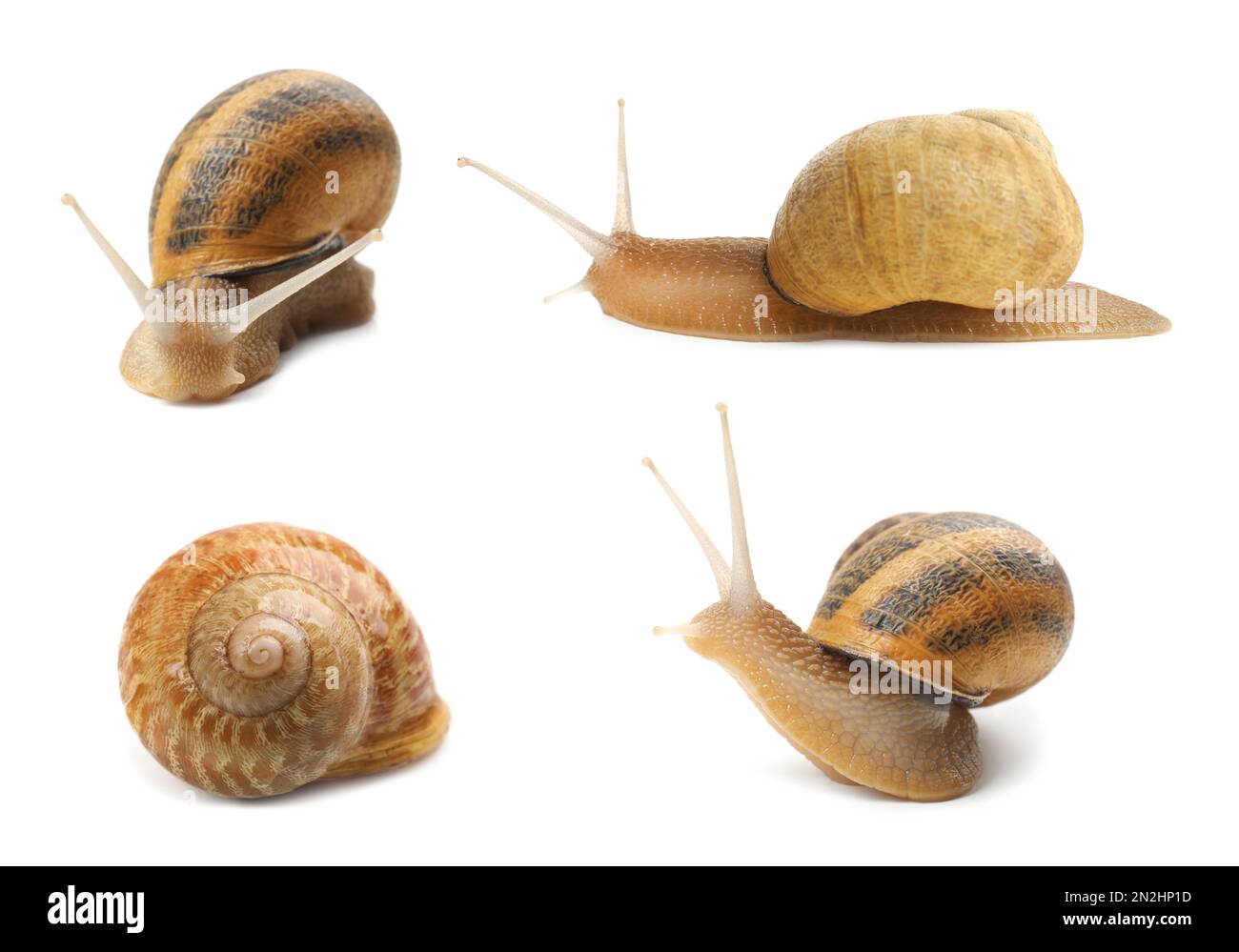 Collection of common garden snails on white background Stock Photo - Alamy