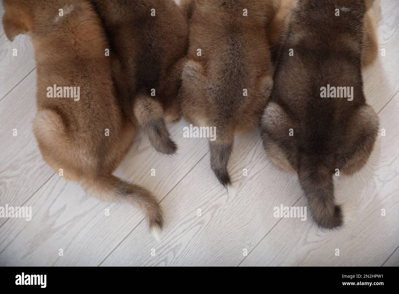 Puppies top view hi-res stock photography and images - Alamy