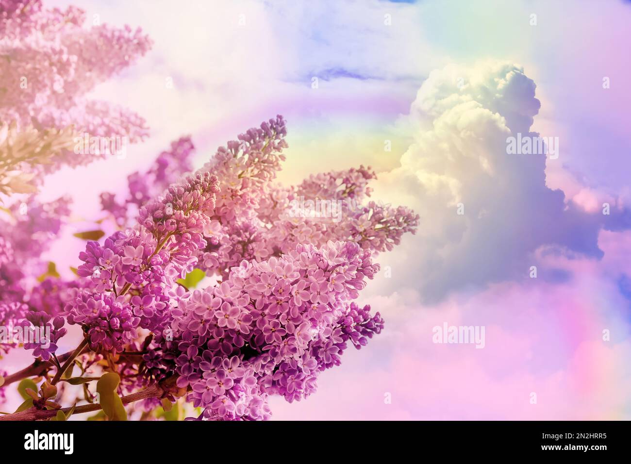 Blossoming lilac and amazing sky with rainbow on background, toned in ...