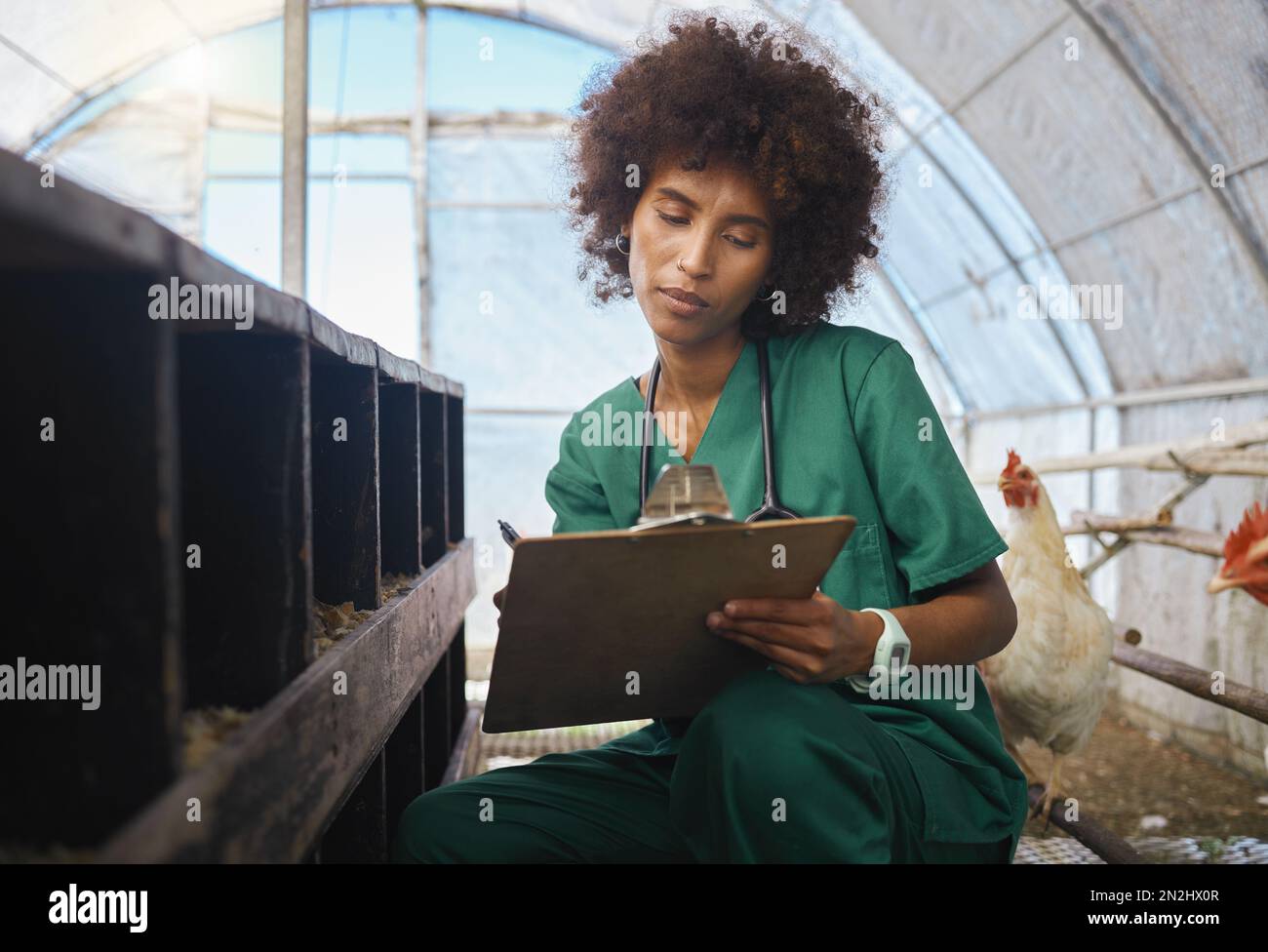 Veterinary, farm and black woman writing on clipboard for chicken ...