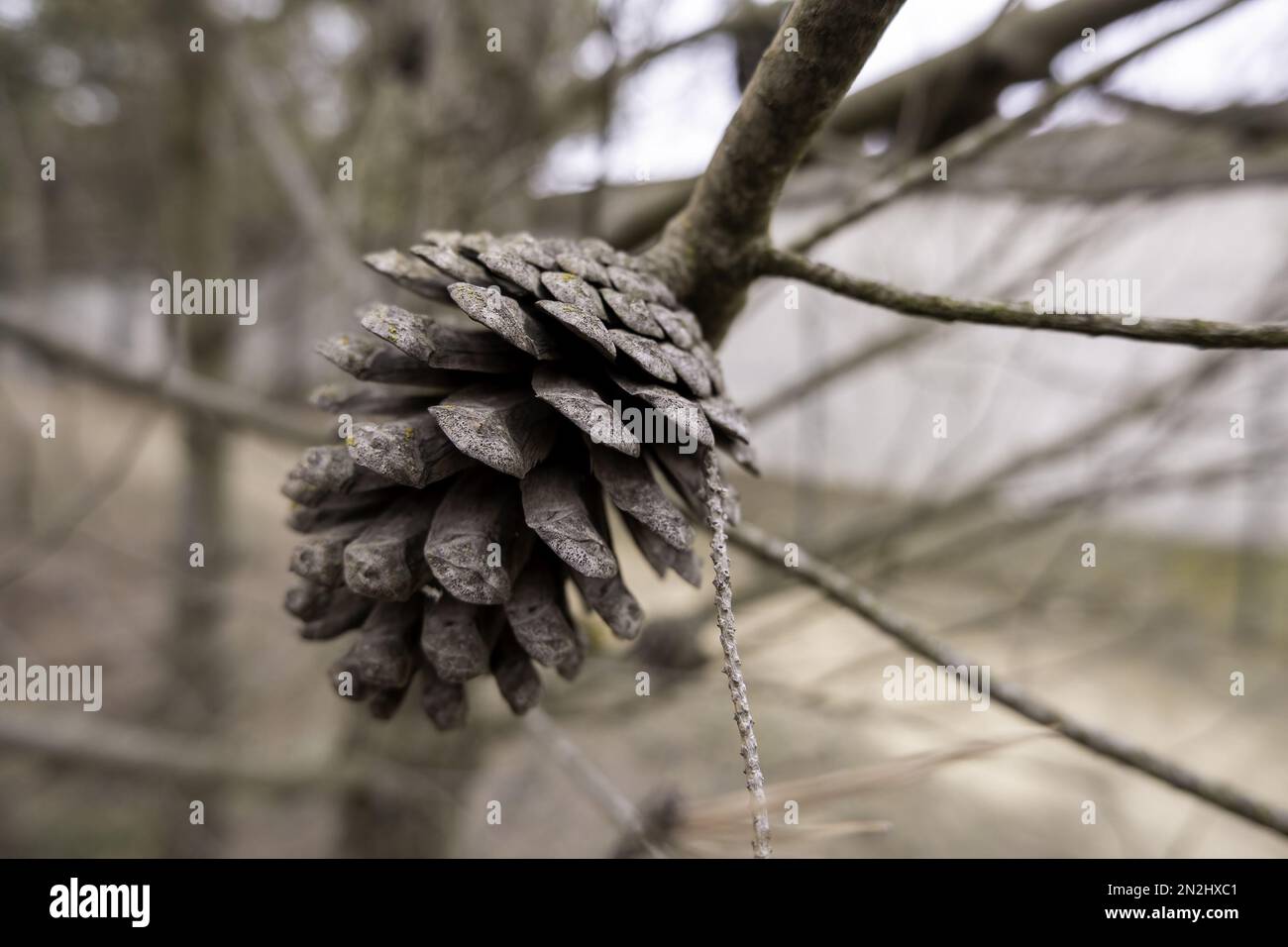Detail of the dry fruit of a pine tree in a mountain forest in Spain ...