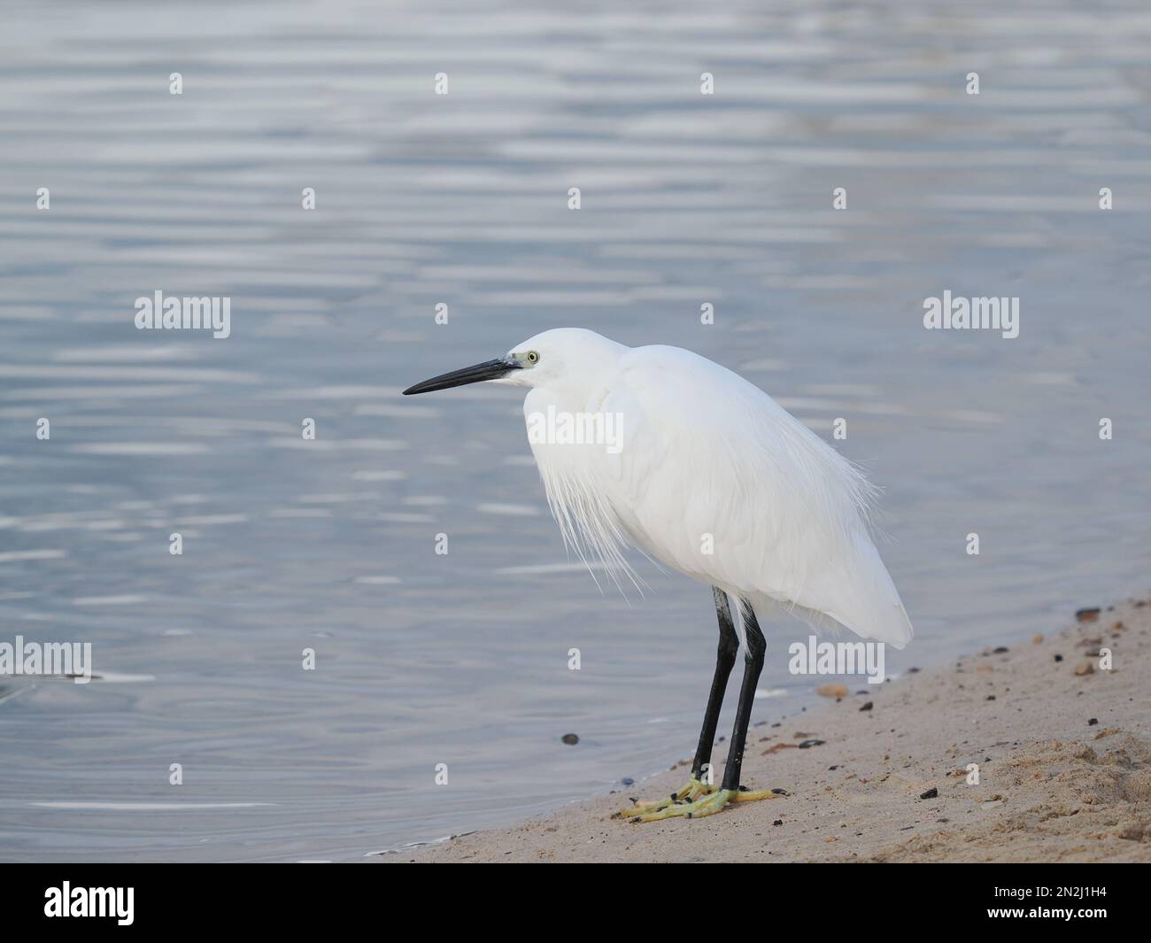 This egret had taken advantage of humans feeding fish in a lido. The ...