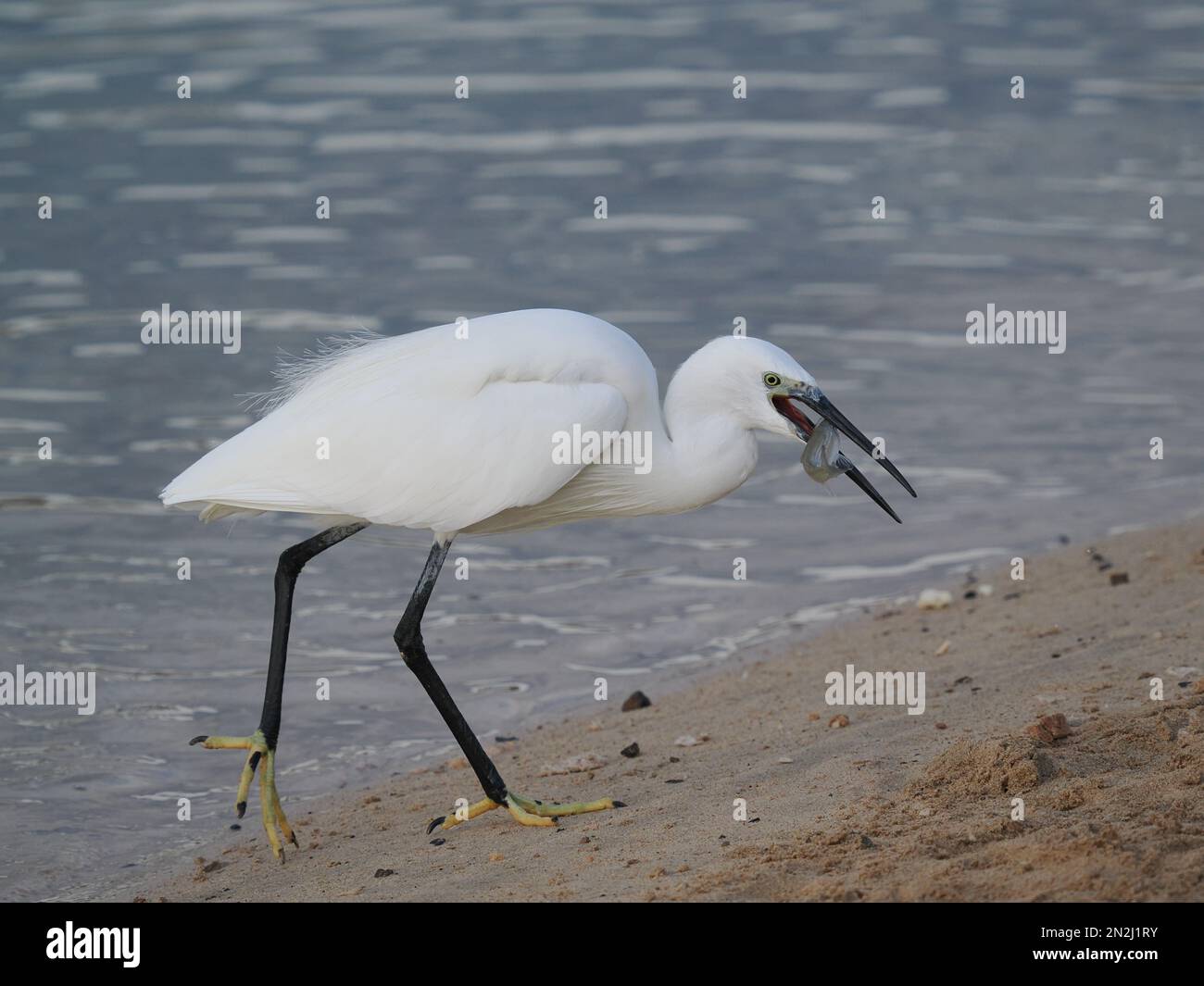 This egret had taken advantage of humans feeding fish in a lido. The ...