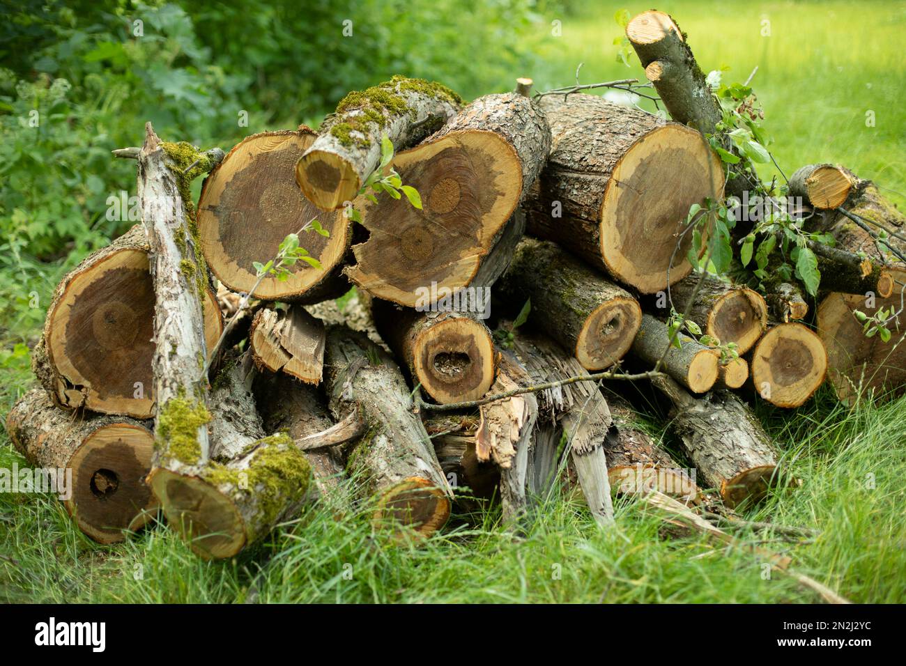 Sawn trees. Firewood for winter. Dry fuel. Logs in countryside. Birch ...
