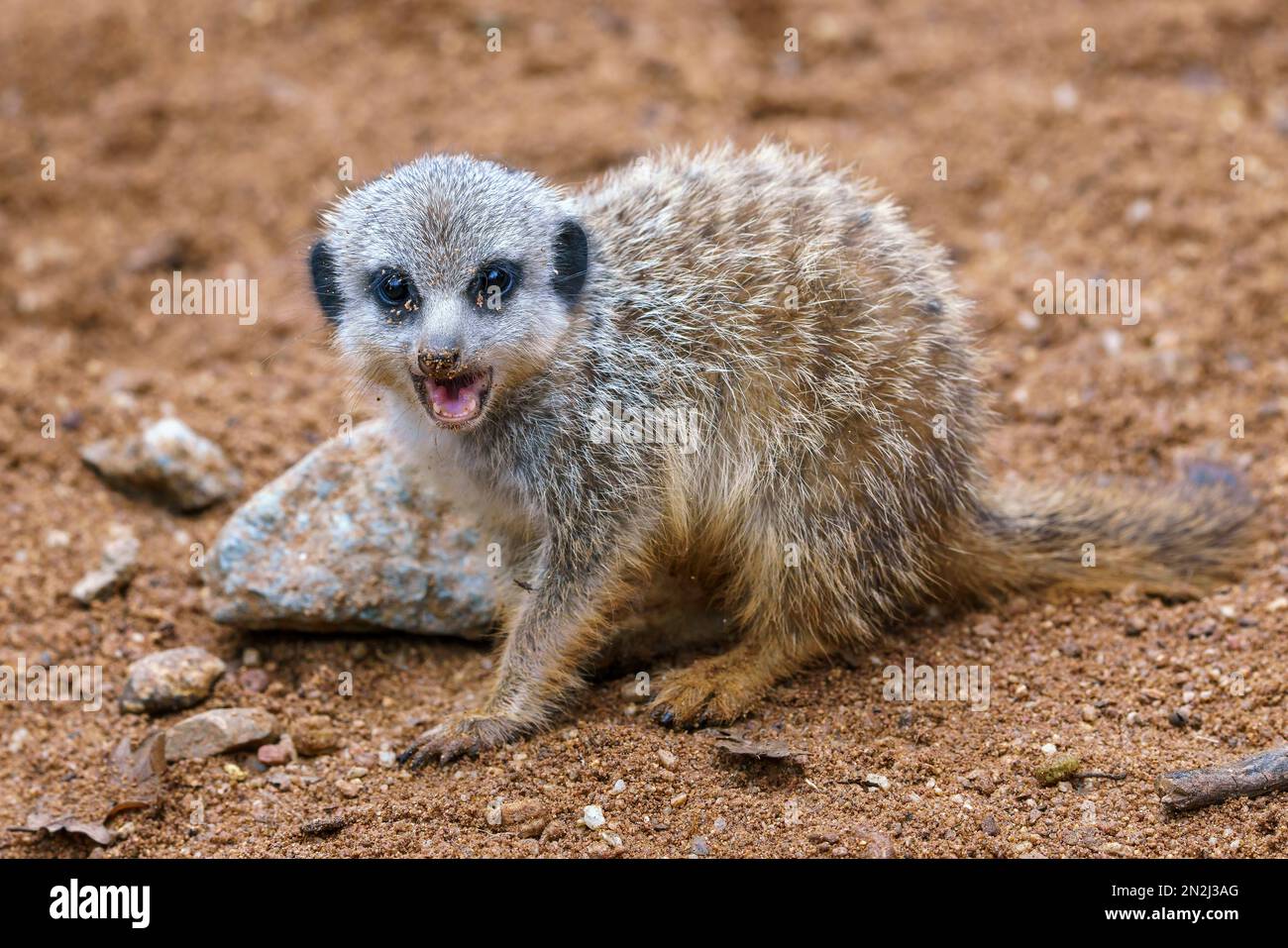 Meerkat or suricate cub showing its teeth Stock Photo - Alamy