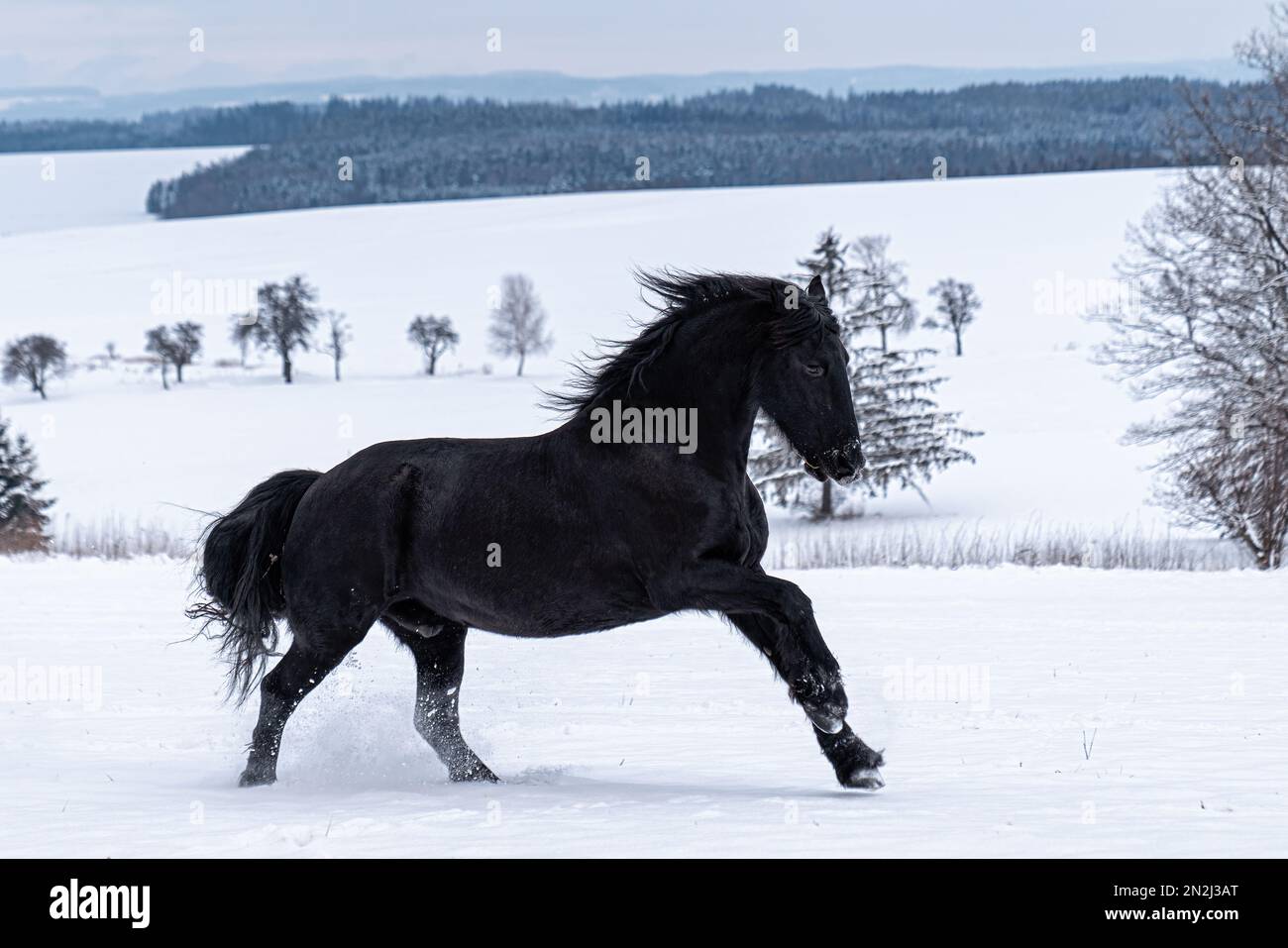 Friesian stallion running in winter field. Black Friesian horse runs ...