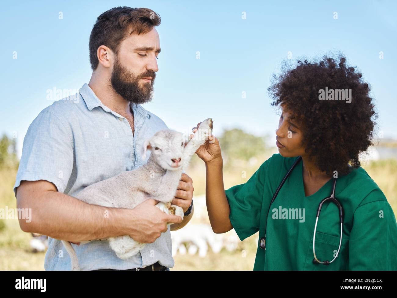 Farm, vet and woman checking a sheep in a livestock field in the ...