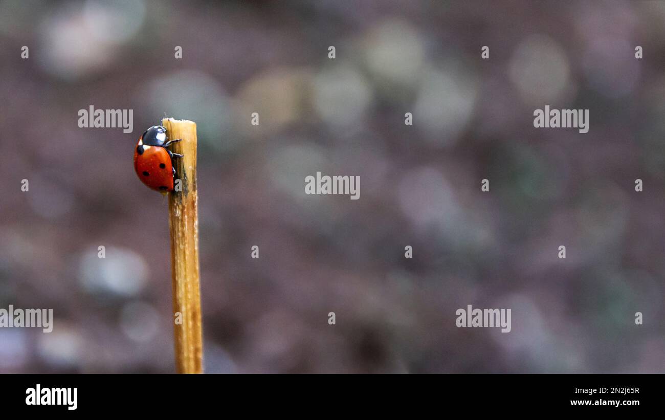 Ladybugs on branch hi-res stock photography and images - Alamy