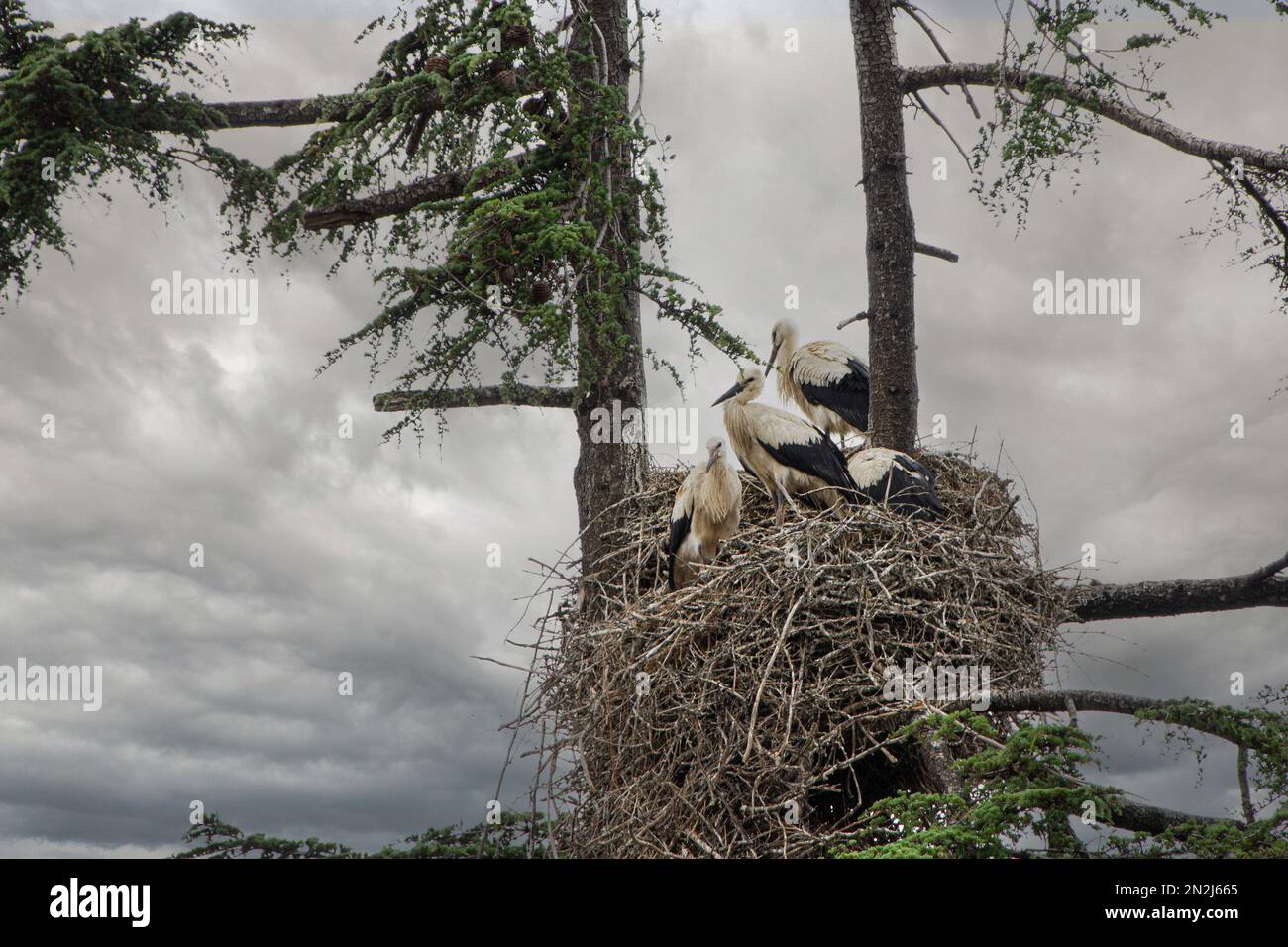 Four storks, one younger, in a nest on the top of a tree. Cloudy day ...