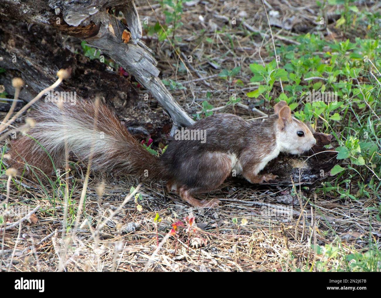Squirrel hidden behind a trunk Stock Photo - Alamy