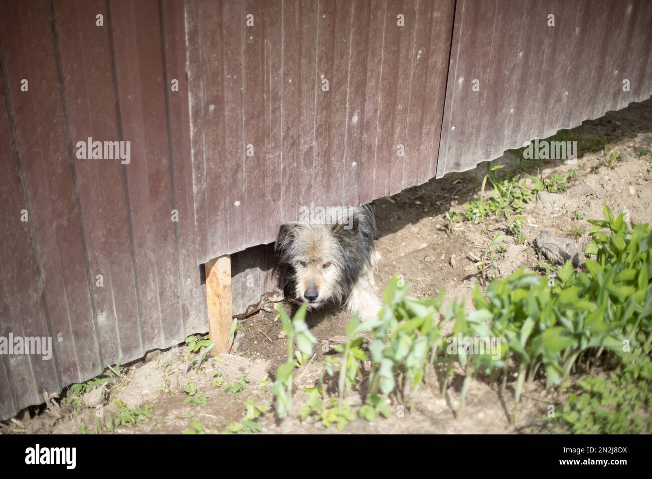 Dog looks out from under fence. Animal peeks out of hole. Angry dog ...