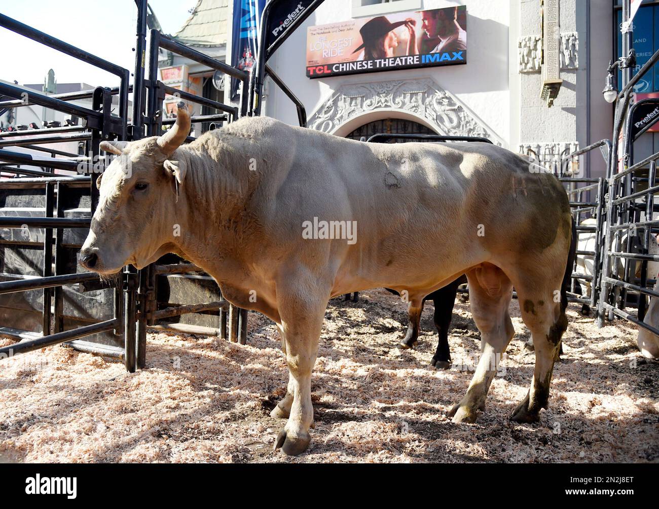A live bull appears at the premiere of "The Longest Ride" at the TCL ...