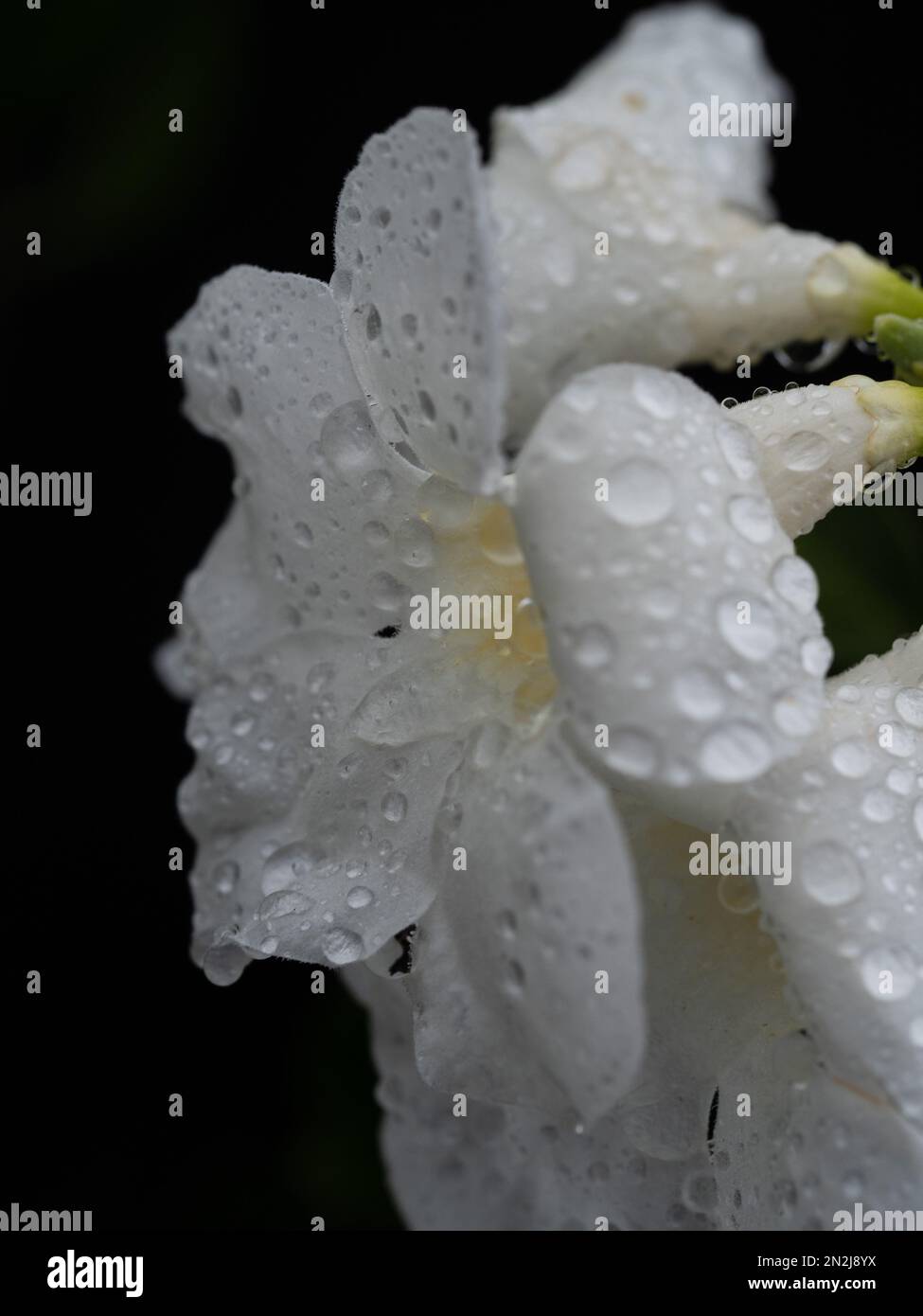 Wet white flowers, Pandorea Lady Di blooms covered in water drops ...