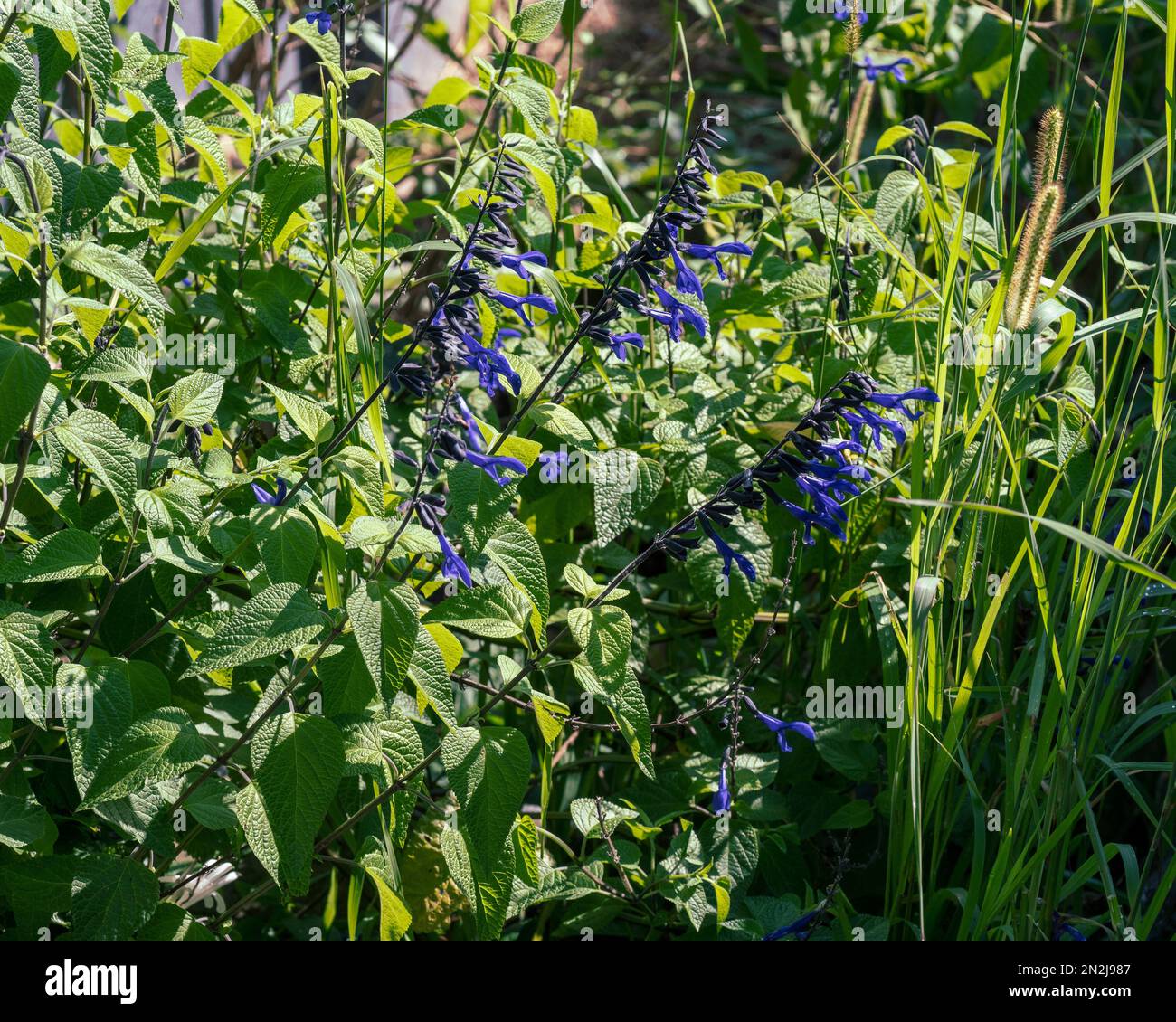 Salvia Black and Blue Guaranitica in the garden amongst green reedy ...