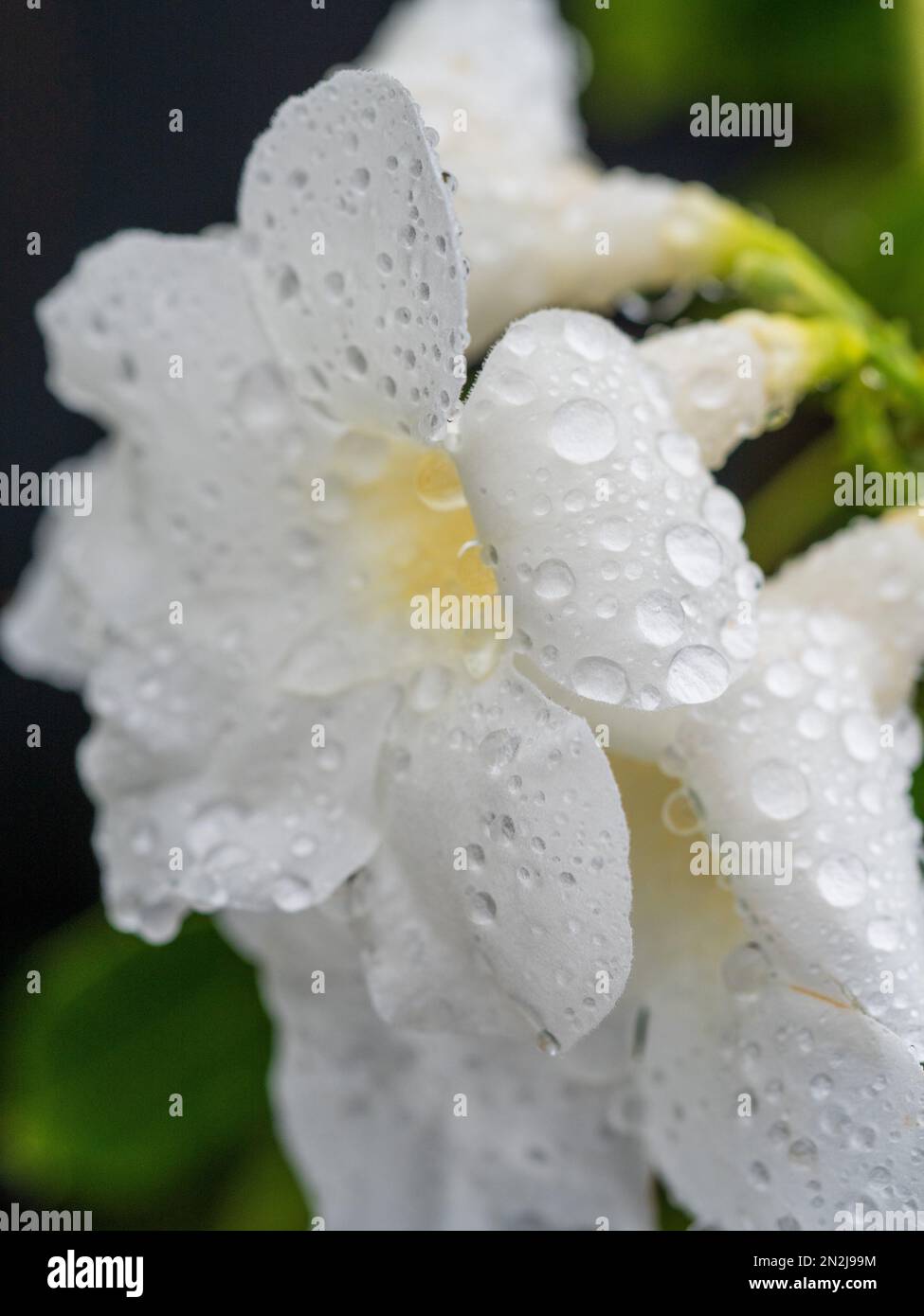 Water Drop On White Flower White Rose With Water Drops, Background,