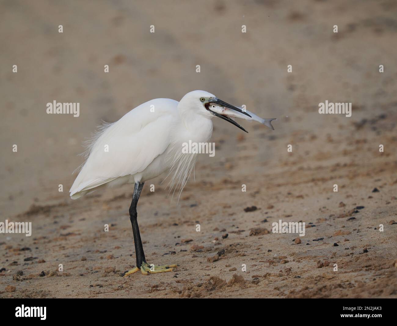 This egret had taken advantage of humans feeding fish in a lido. The ...