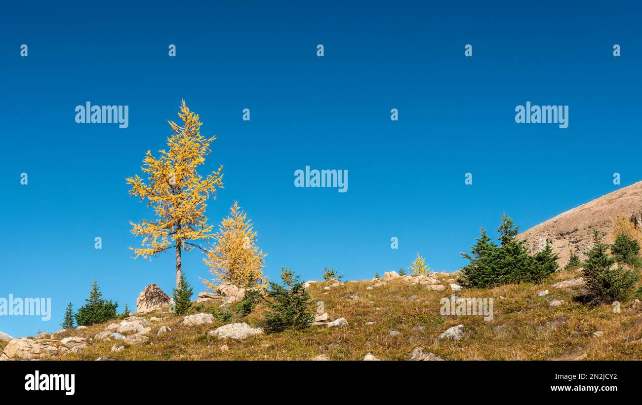 Autumn golden larch trees on the hill of Lake O'Hara Trail. Yoho ...