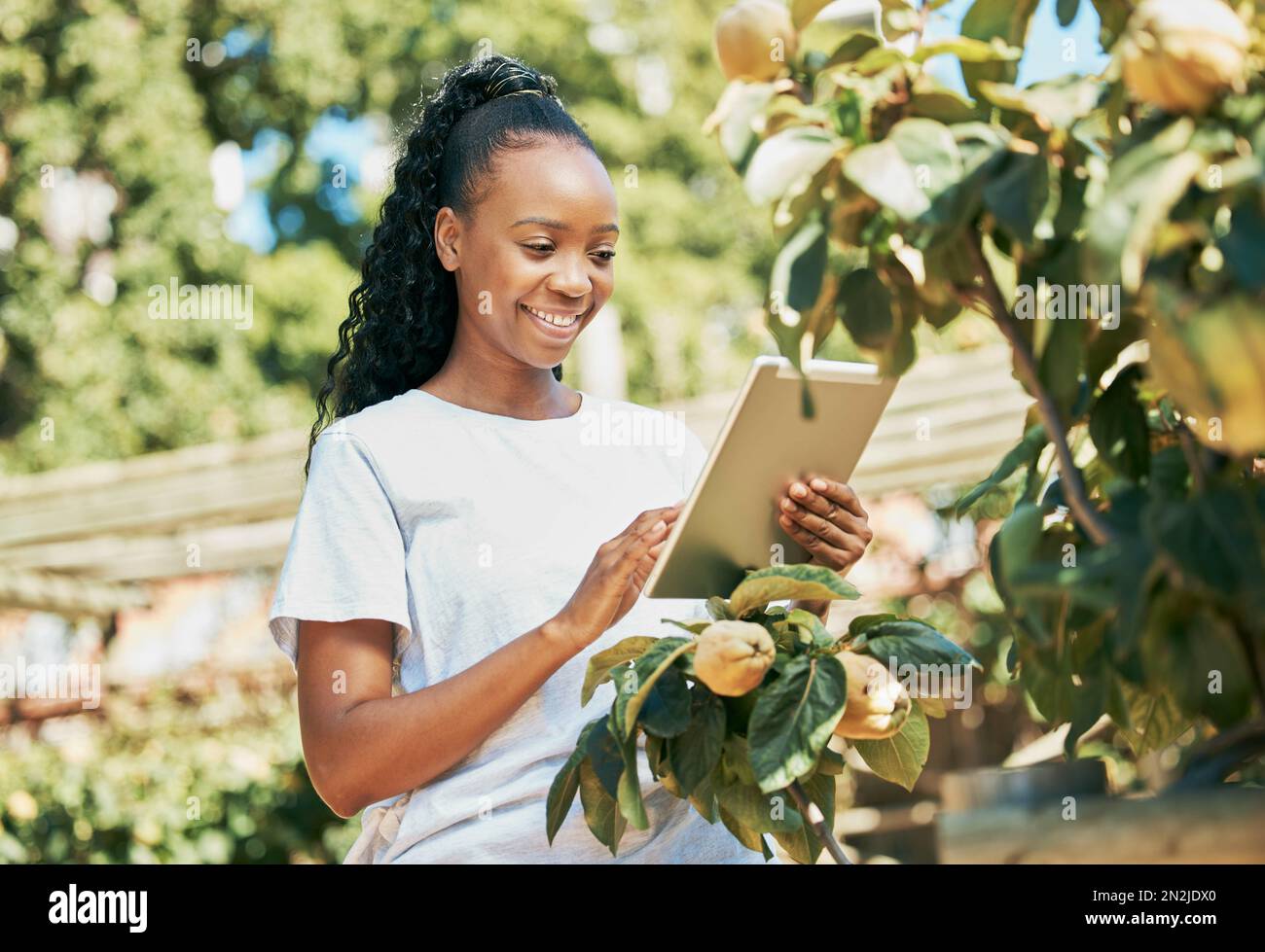 Black woman, tablet and smile for agriculture, organic production or ...