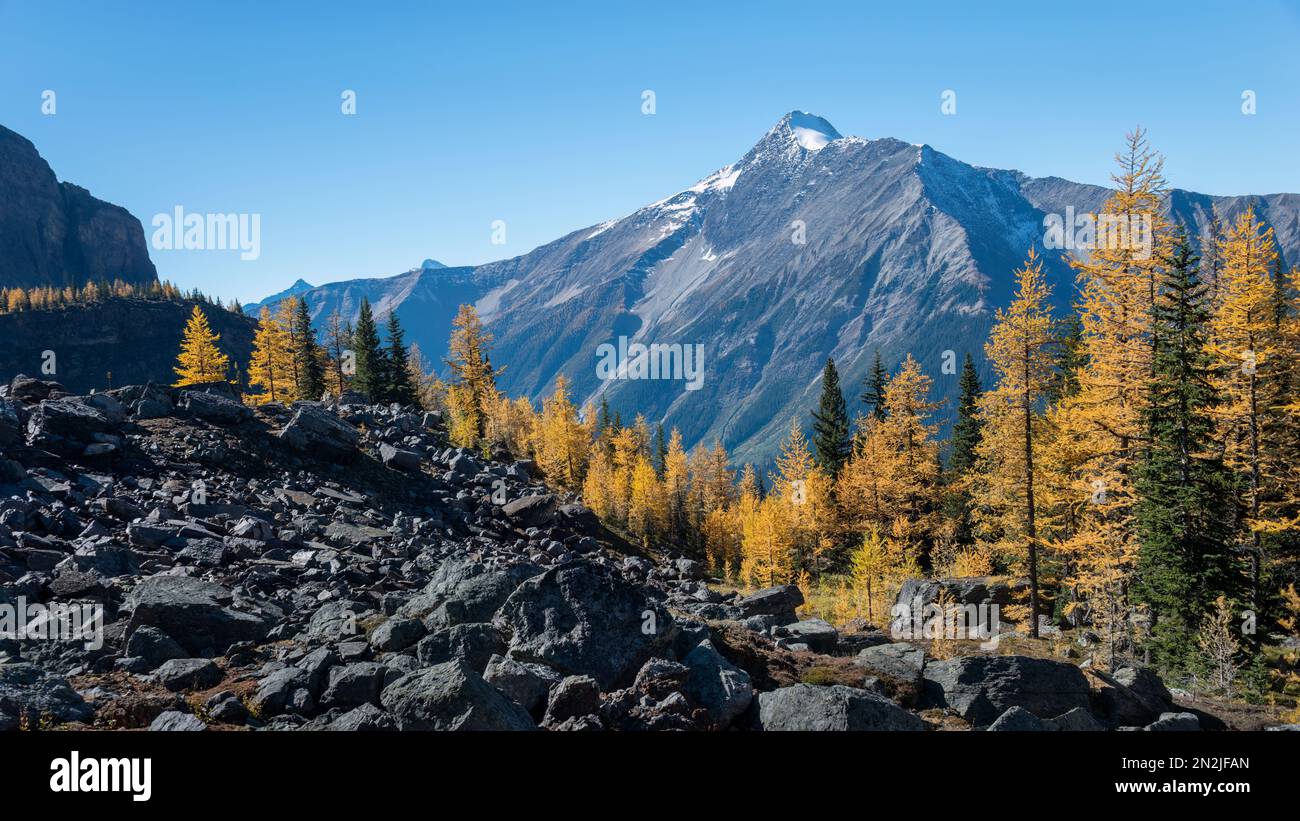 Snow-capped mountain above golden larch trees in autumn. Lake O’Hara ...