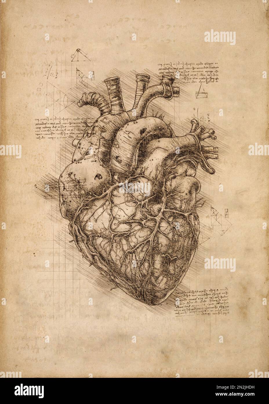 Digital hand drawn illustration or drawing of a real human heart Stock ...