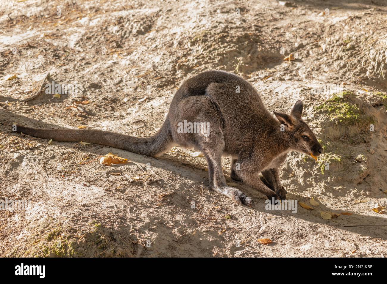 The red-necked wallaby (Notamacropus rufogriseus) or Bennett Wallaby ...