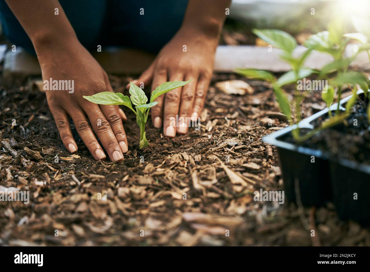 Black woman, hands or planting sapling in soil agriculture ...