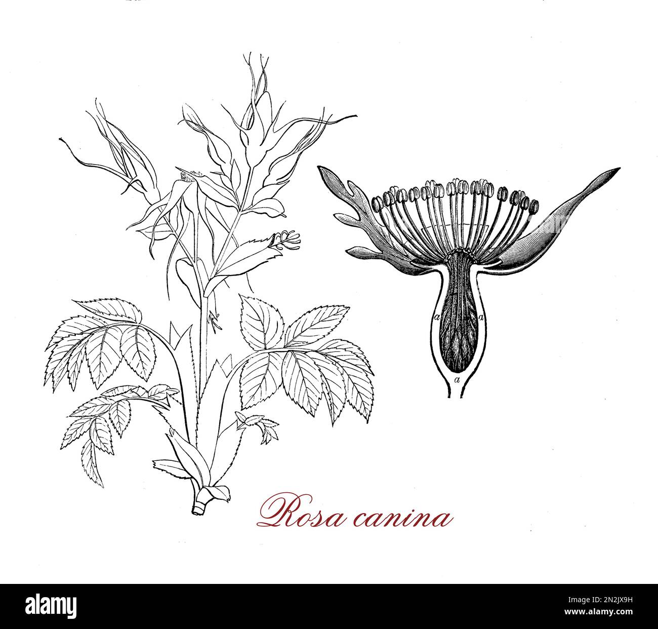 Rosa vegetation Cut Out Stock Images & Pictures - Alamy