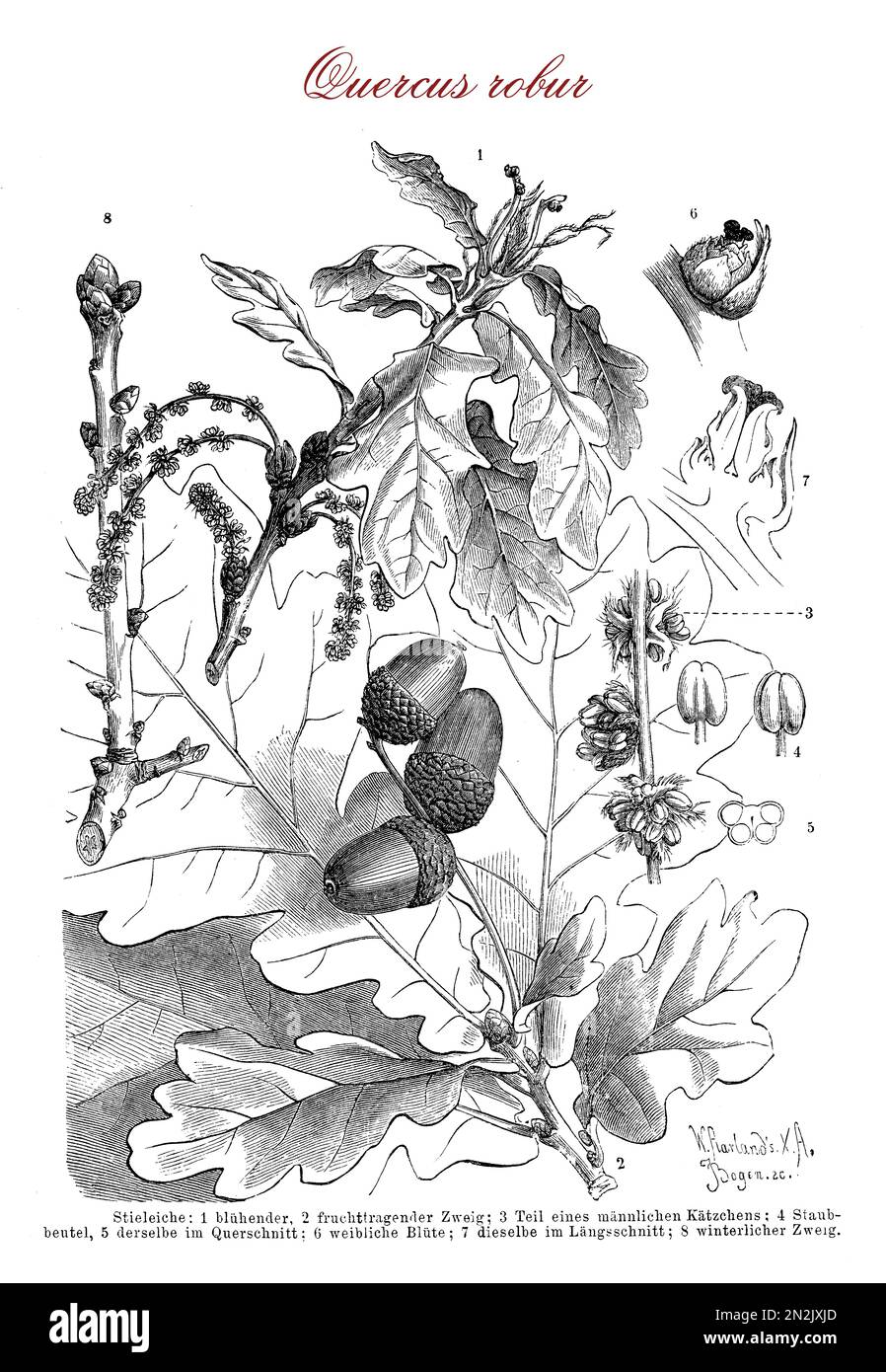 Oak tree illustration vintage hi-res stock photography and images - Alamy