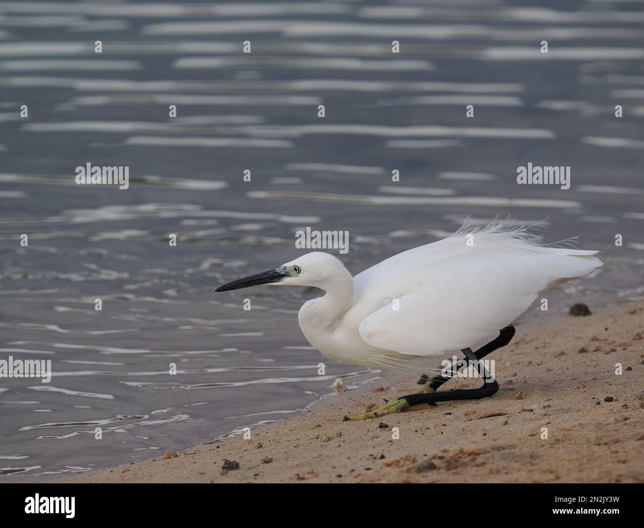 This egret had taken advantage of humans feeding fish in a lido. The ...