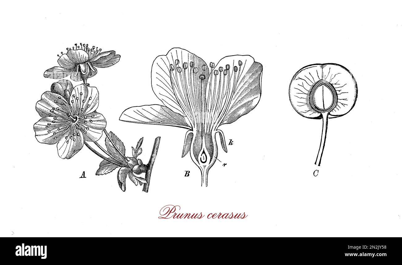 Introduced garden plant Cut Out Stock Images & Pictures - Alamy