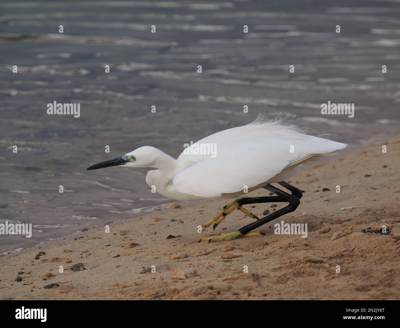This egret had taken advantage of humans feeding fish in a lido. The ...