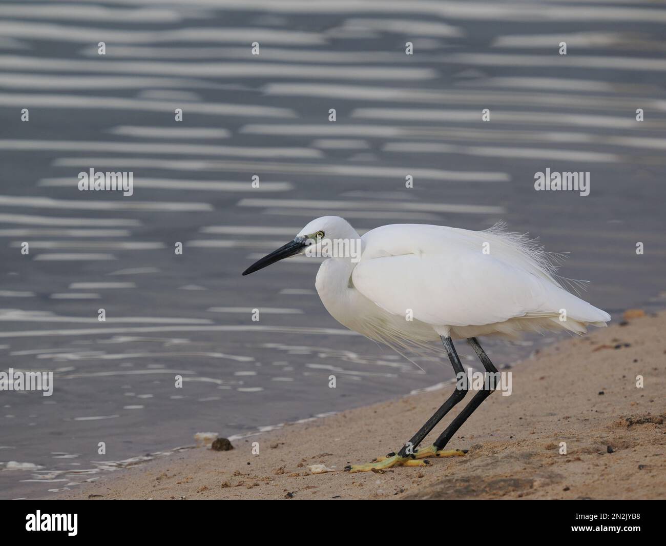This egret had taken advantage of humans feeding fish in a lido. The ...