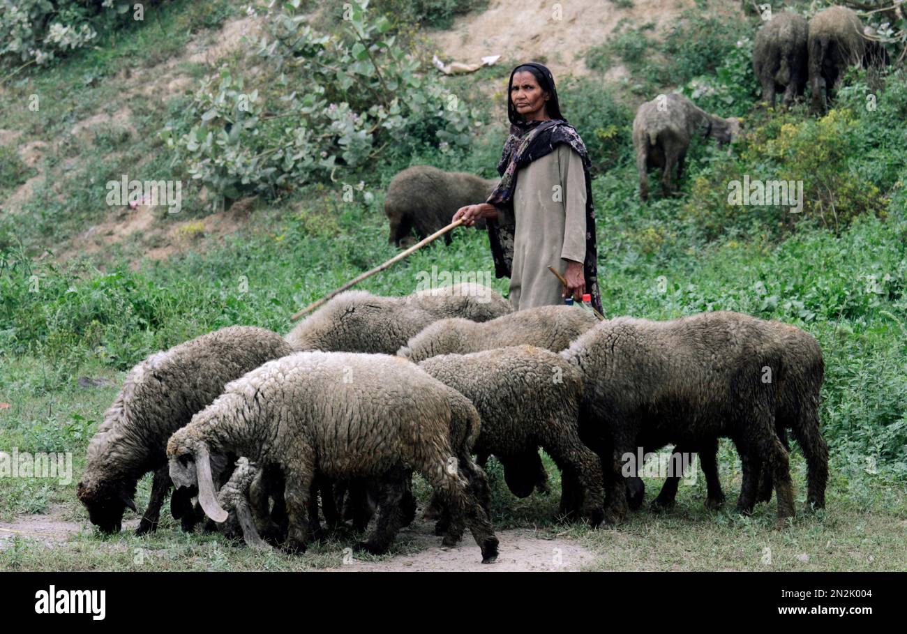 Pakistani woman Hira Bibi shepherds her herd in Lahore, Pakistan ...