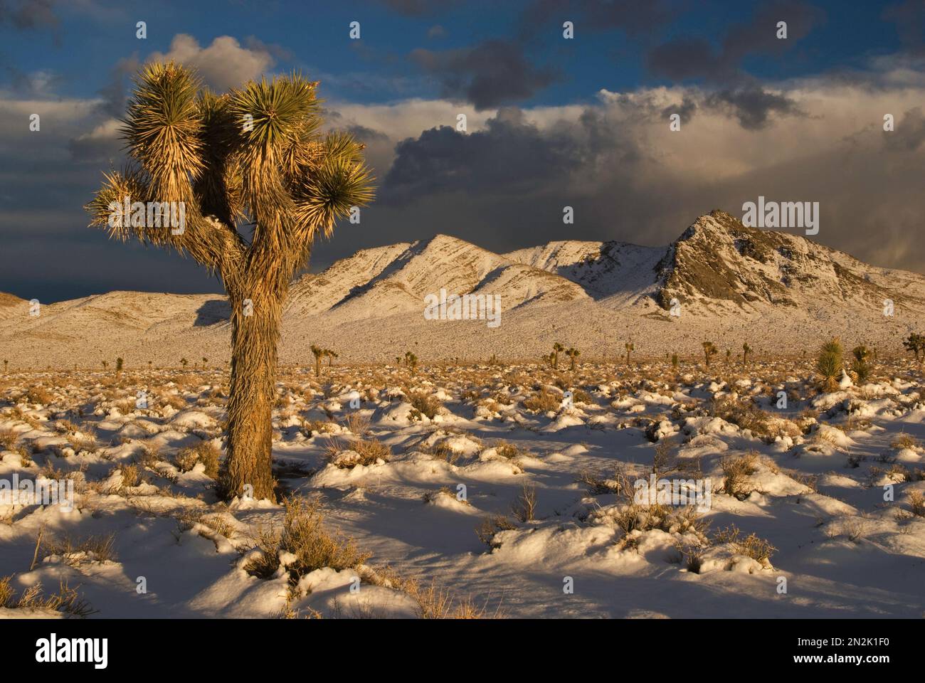 Joshua trees at Darwin Plateau covered with snow after winter storm ...