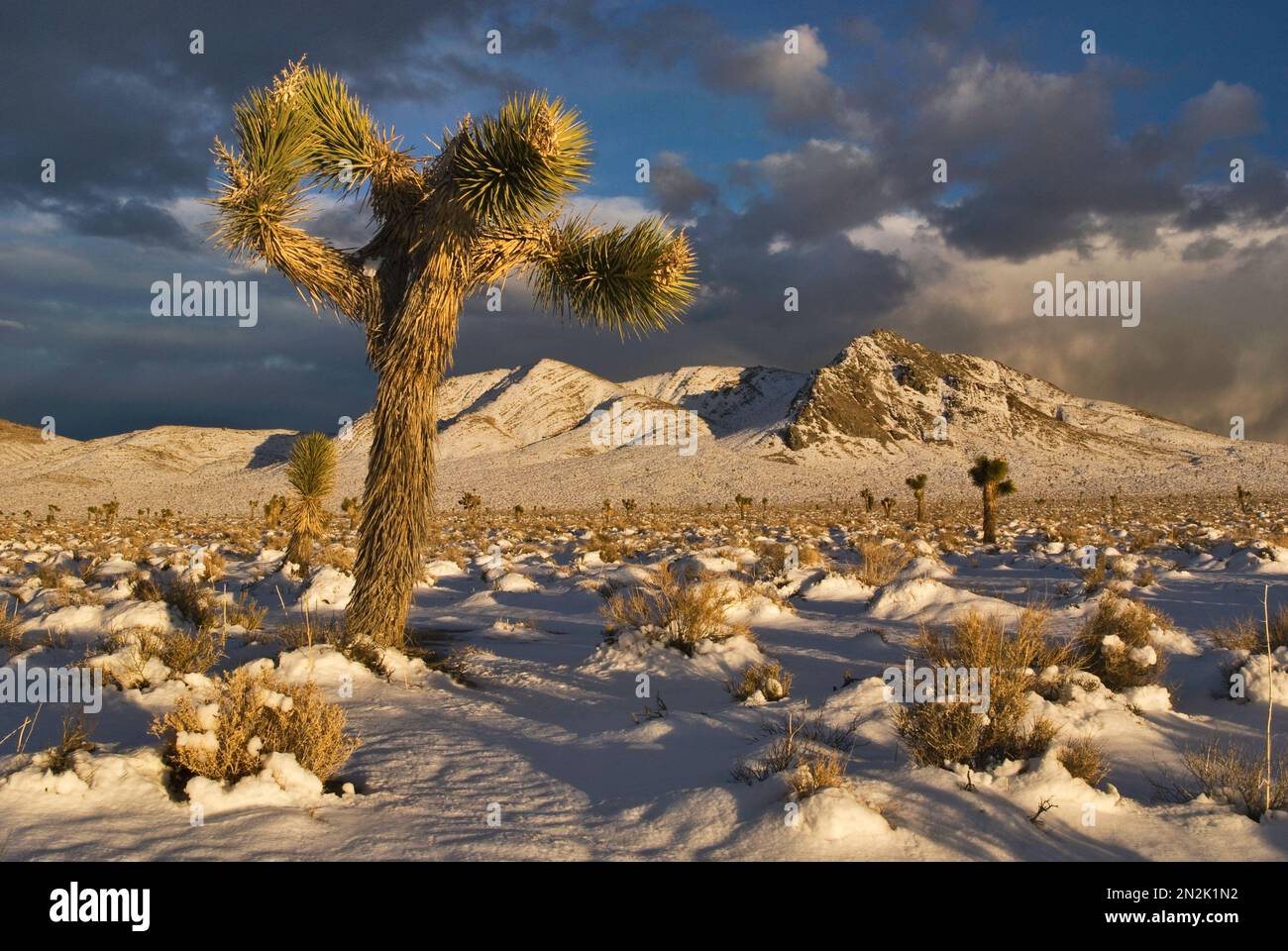Joshua trees at Darwin Plateau covered with snow after winter storm ...