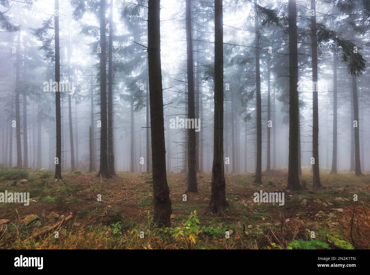 Forest with fog, Misty wood landscape Stock Photo - Alamy