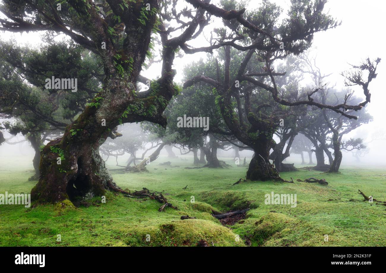 Madeira island - Old cedar tree in Fanal forest - Portugal Stock Photo ...