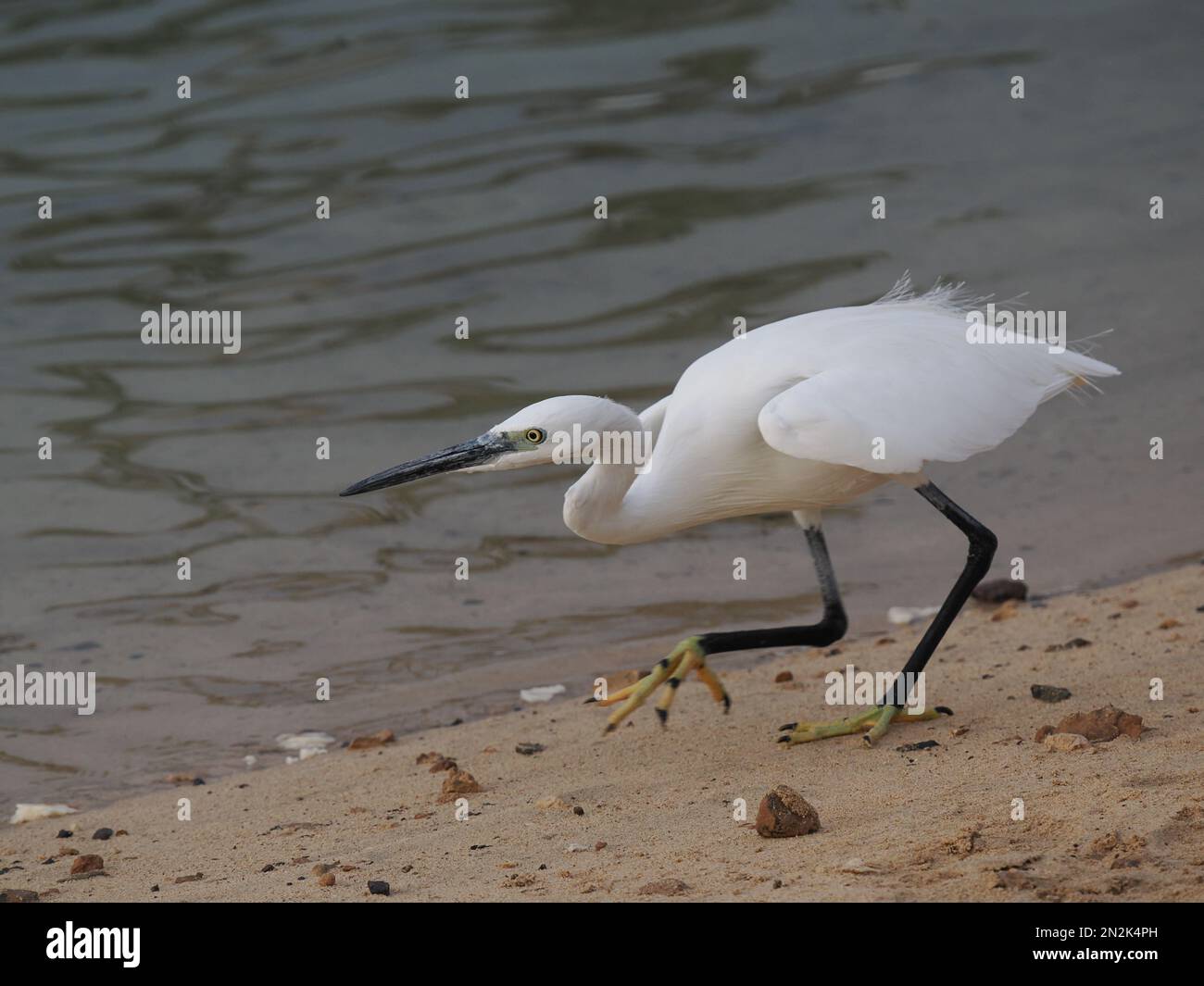 This egret had taken advantage of humans feeding fish in a lido. The ...
