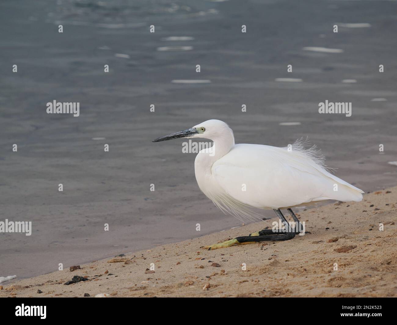 This egret had taken advantage of humans feeding fish in a lido. The ...