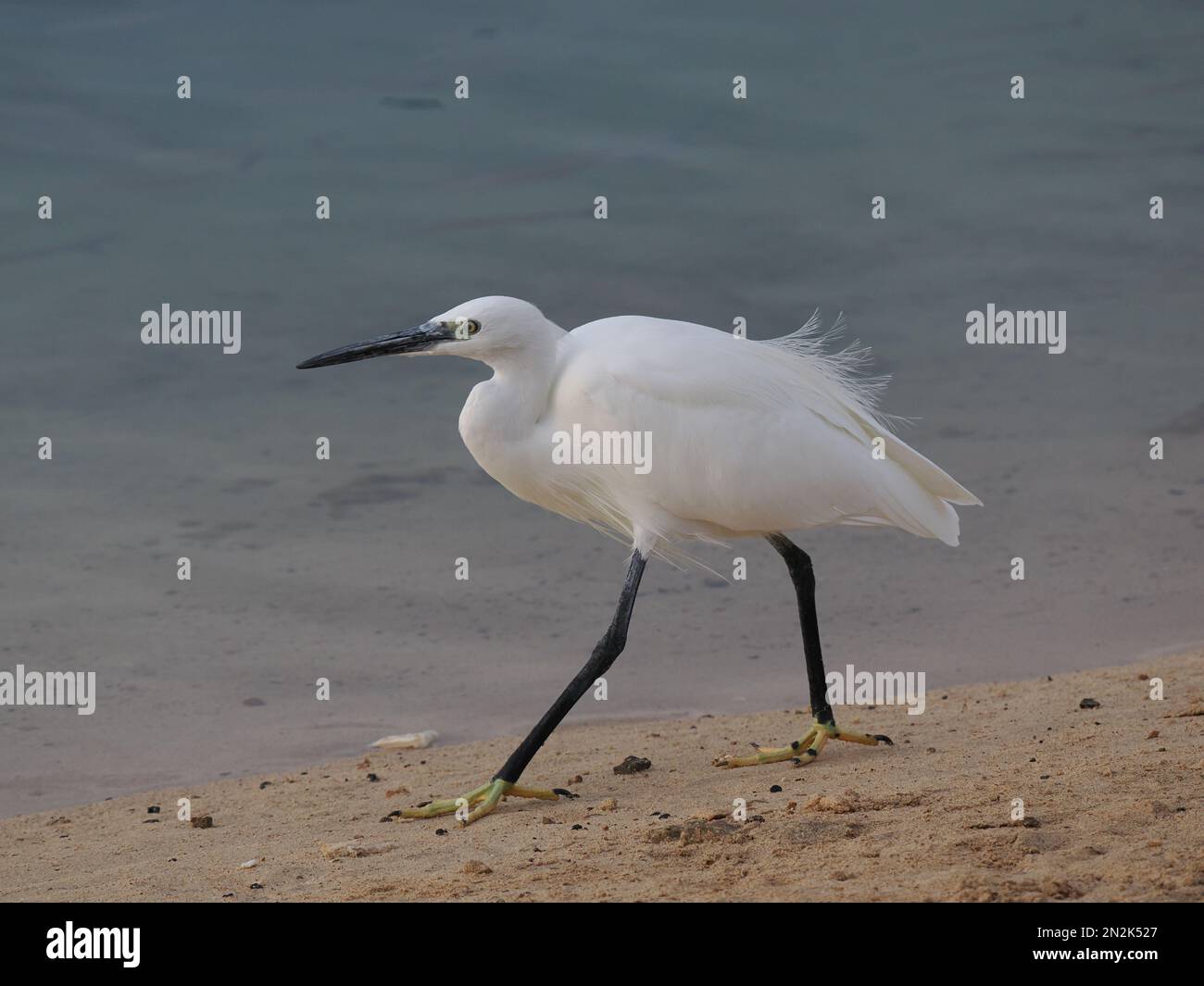 This egret had taken advantage of humans feeding fish in a lido. The ...