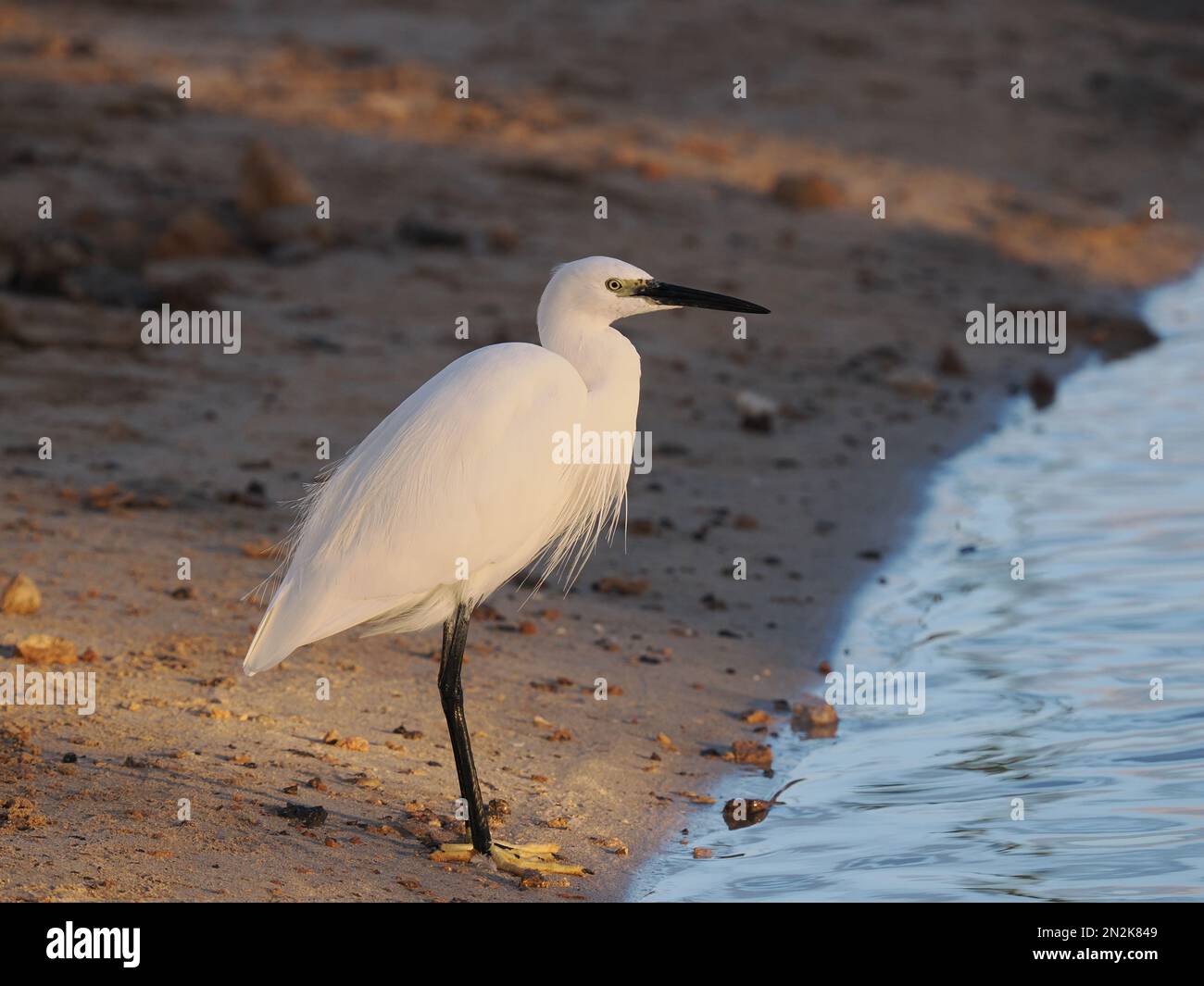 This egret had taken advantage of humans feeding fish in a lido. The ...