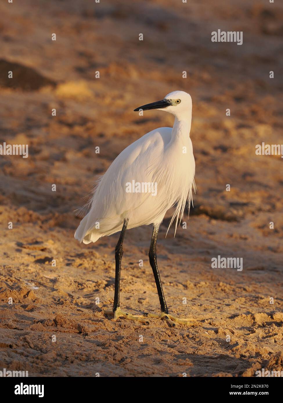 This egret had taken advantage of humans feeding fish in a lido. The ...