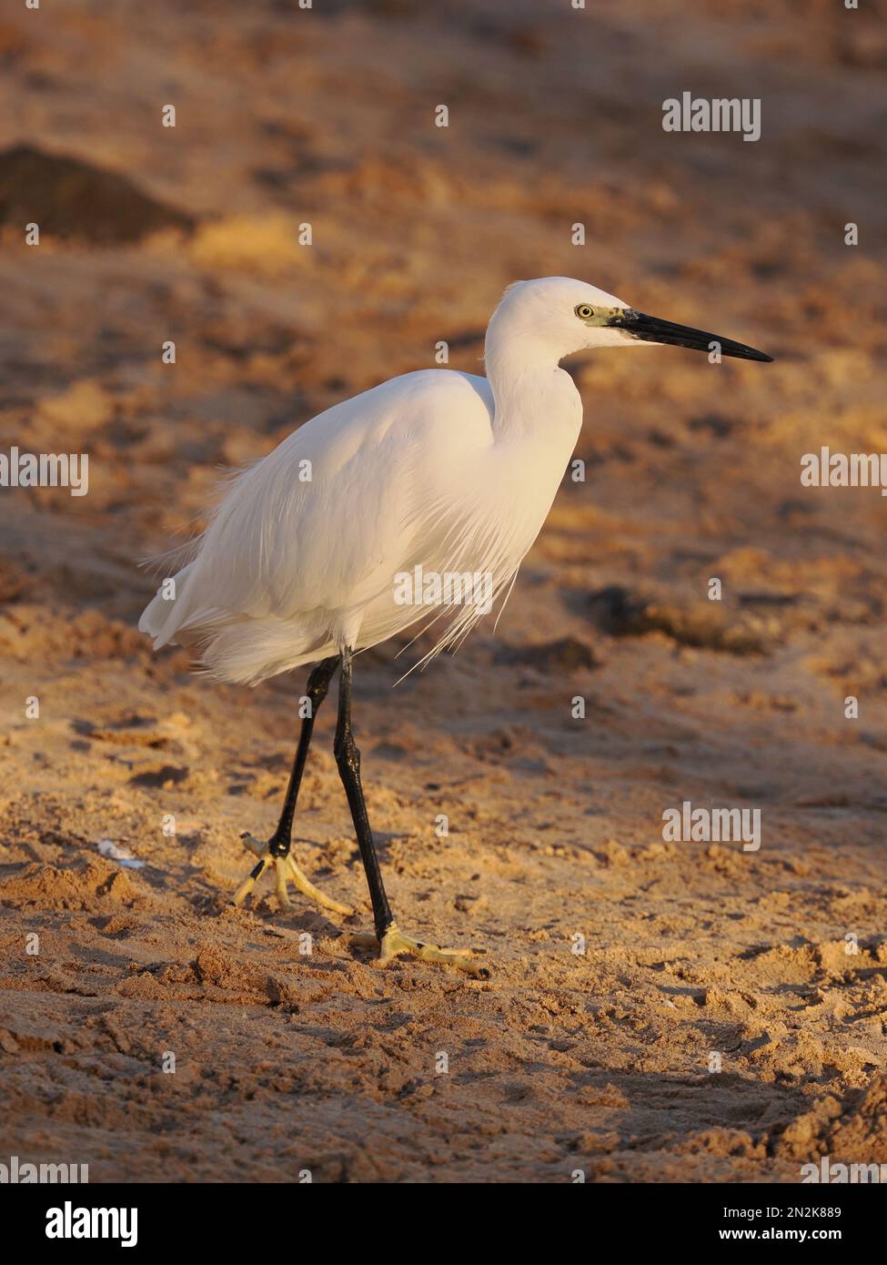 This egret had taken advantage of humans feeding fish in a lido. The ...