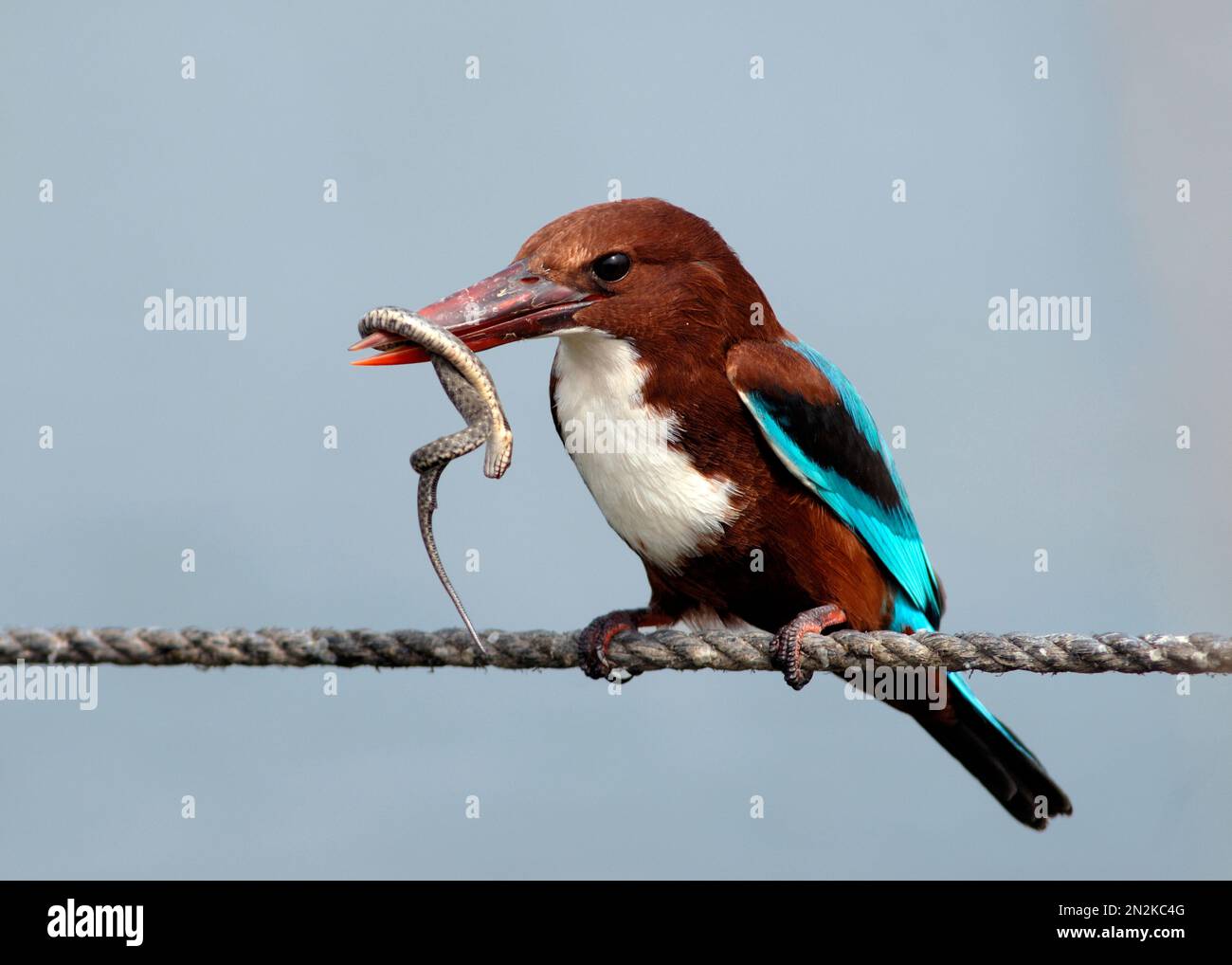 White-breasted Kingfisher catch a small snake Stock Photo - Alamy