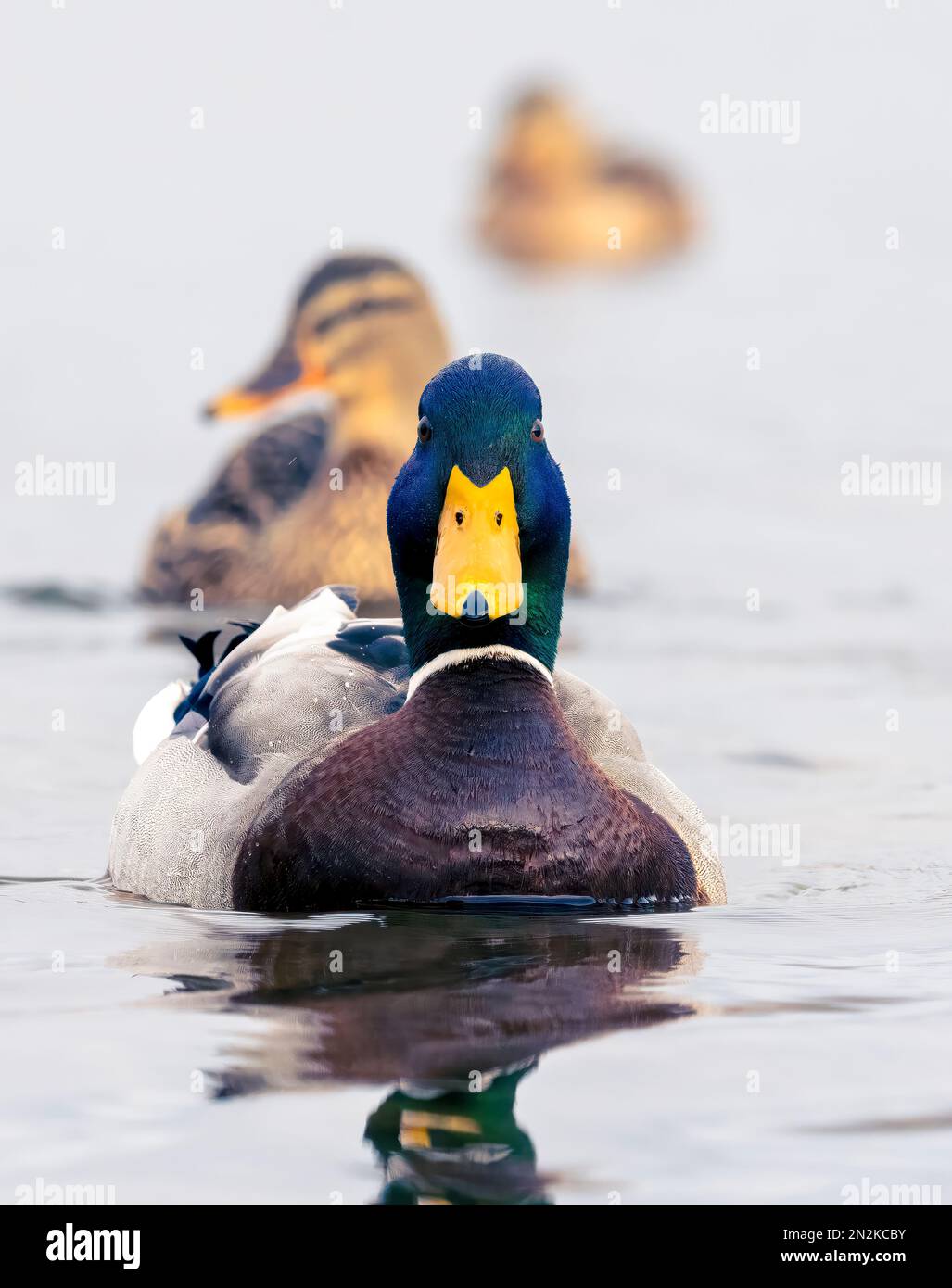 Several Mallard ducks, (Anas platyrhynchos), on a lake in Fleetwood ...