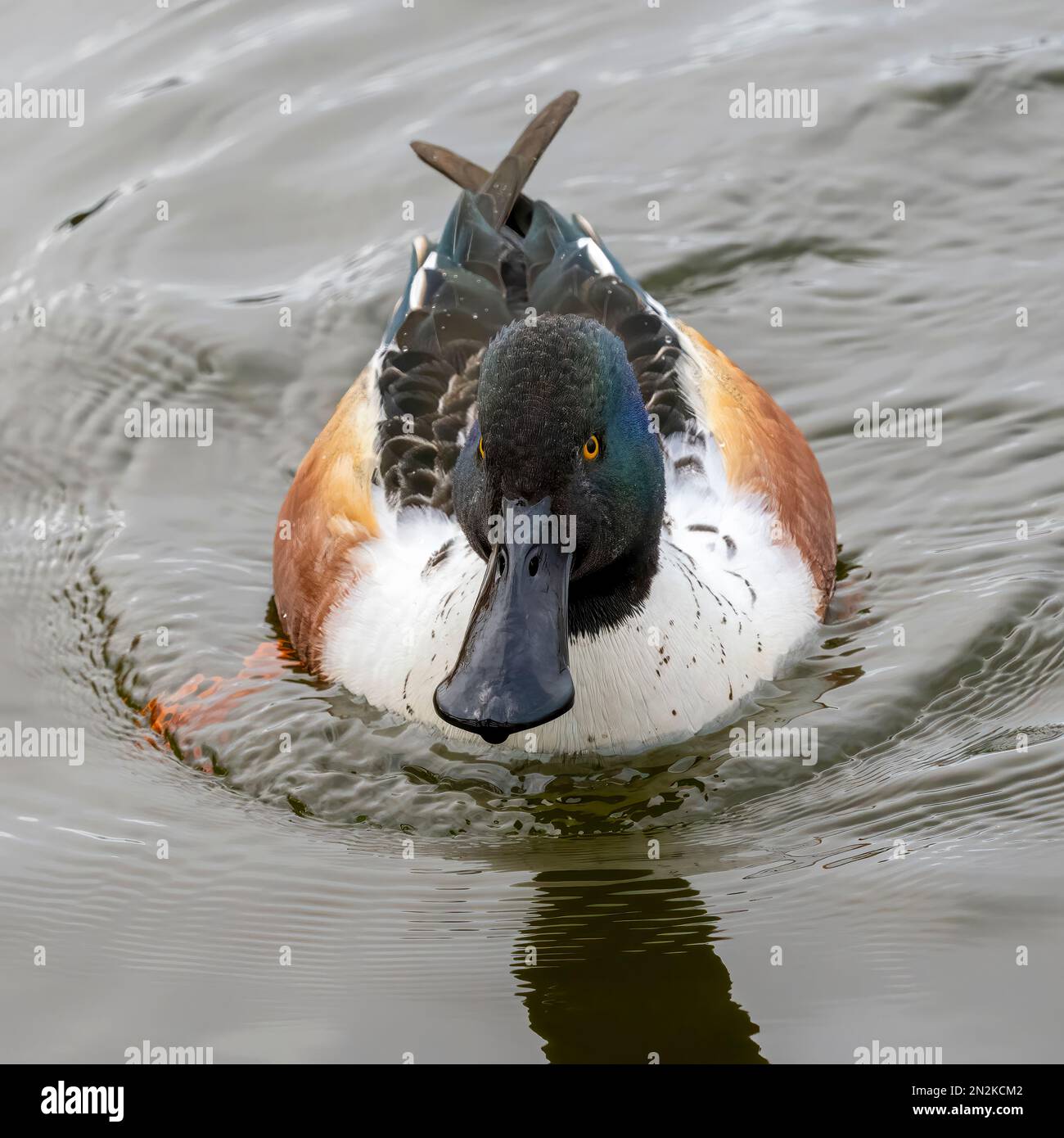 A Northern Shoveler Duck, (Spatula clypeata), on a lake in Fleetwood ...