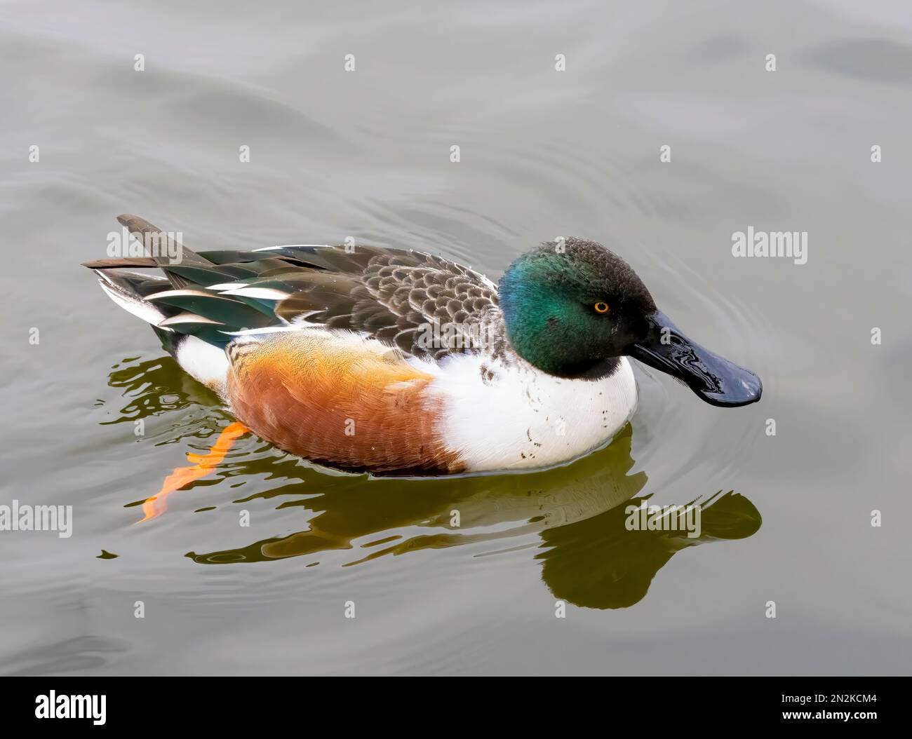 A Northern Shoveler Duck, (Spatula clypeata), on a lake in Fleetwood ...